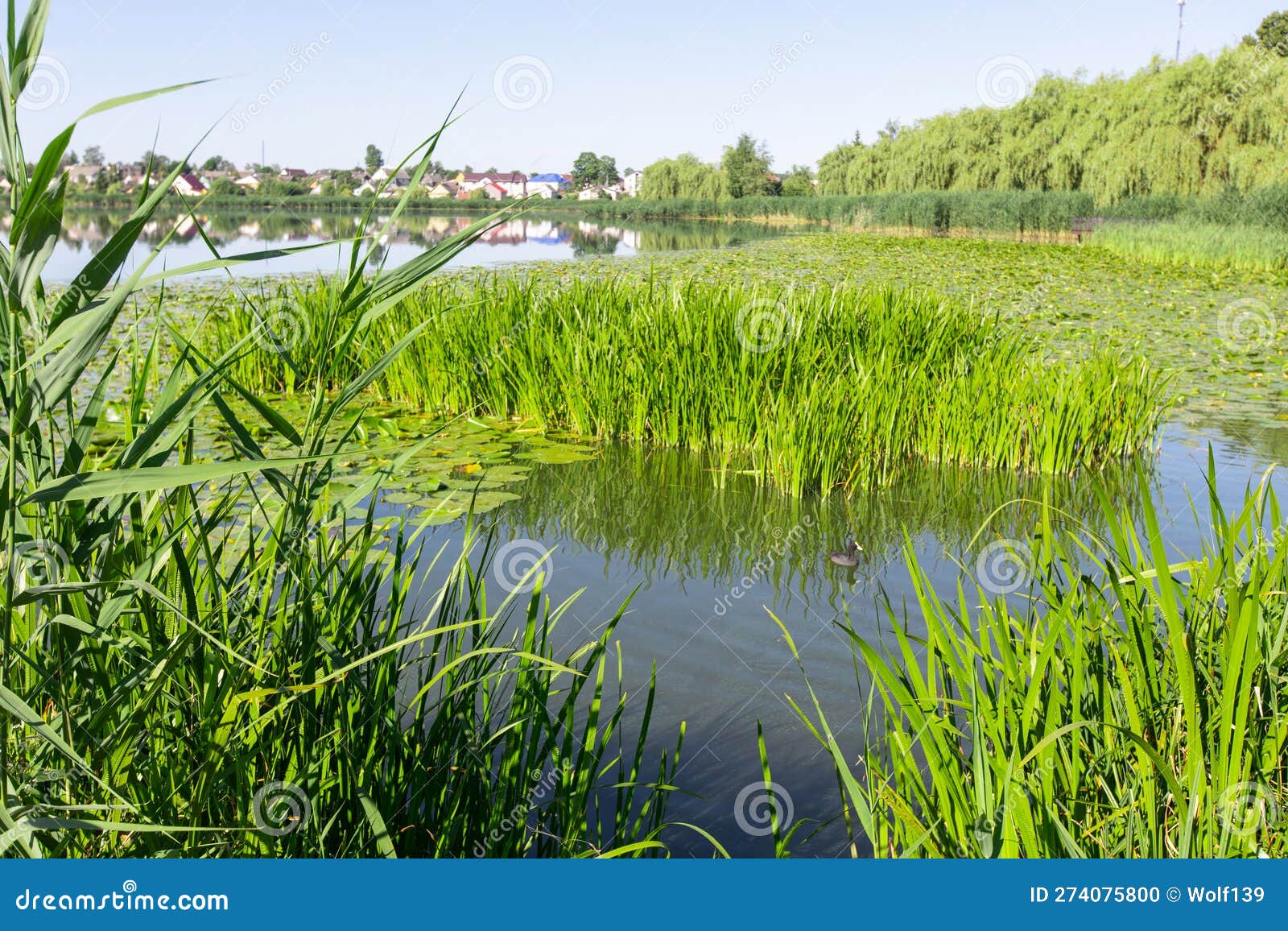 Swamp with the Grass and Birds on the Water Stock Photo - Image of lake ...