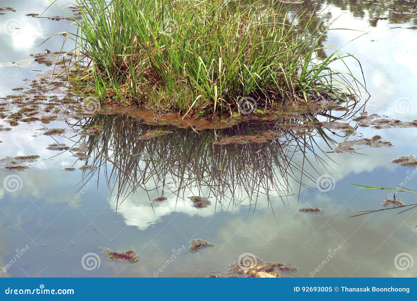 Swamp Grass and Cloud Reflected in Water Stock Image - Image of grass ...