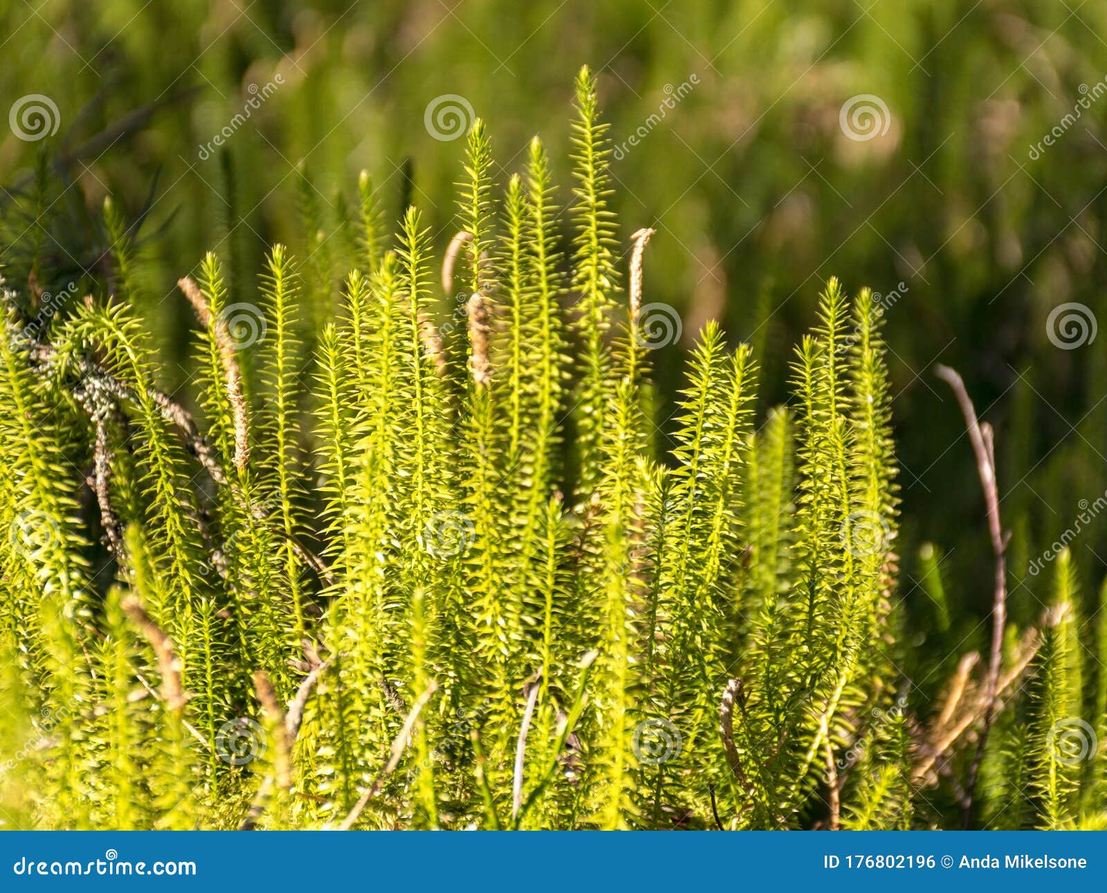 Swamp grass texture stock photo. Image of grass, reed - 176802196