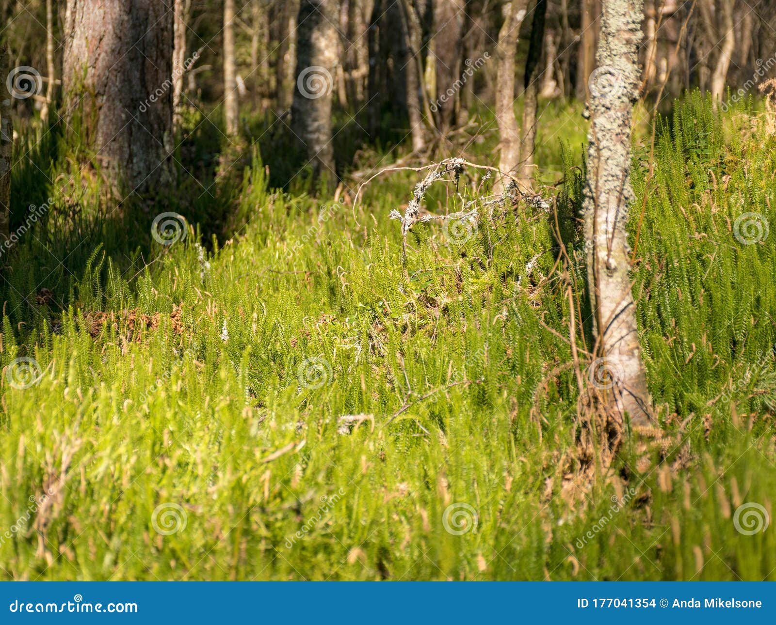 Swamp grass texture stock photo. Image of background - 177041354