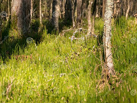 Swamp grass texture stock photo. Image of background - 177041354