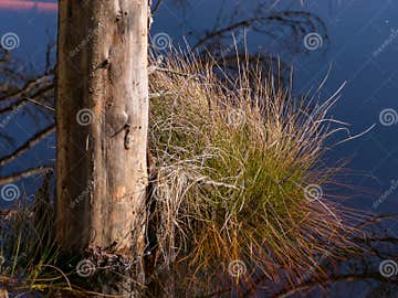 Swamp grass texture stock photo. Image of grass, lake - 177205232