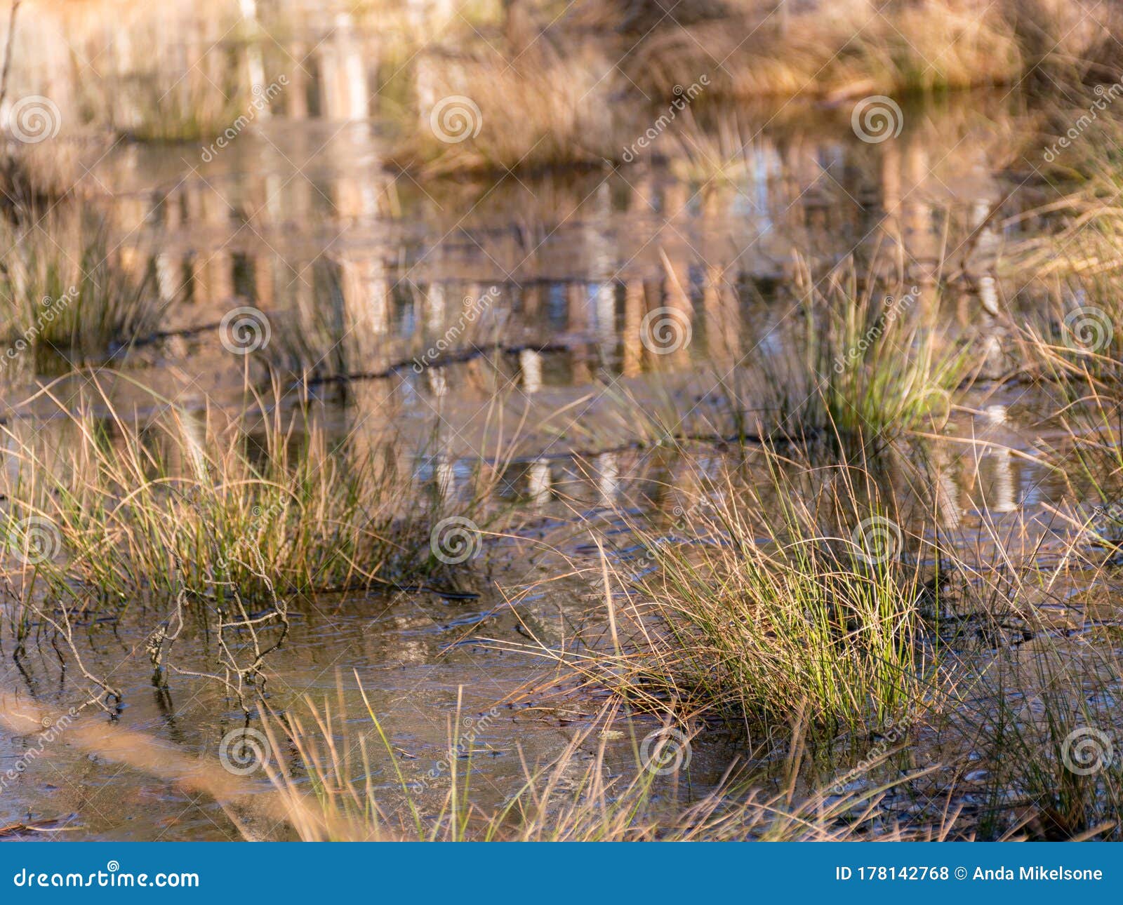 Swamp grass texture stock photo. Image of texture, wild - 178142768