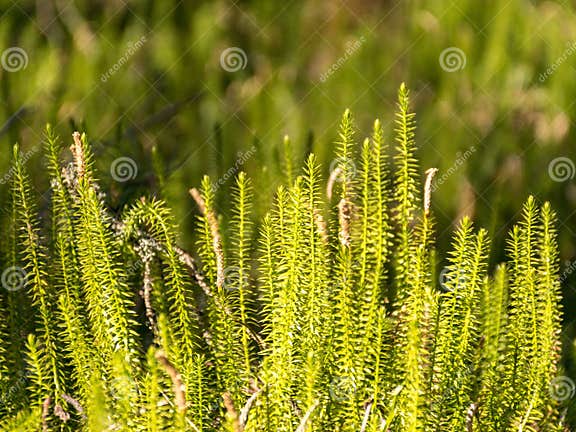 Swamp grass texture stock photo. Image of color, texture - 178142868