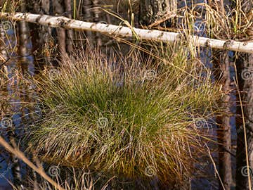 Swamp grass texture stock image. Image of reed, color - 179382367