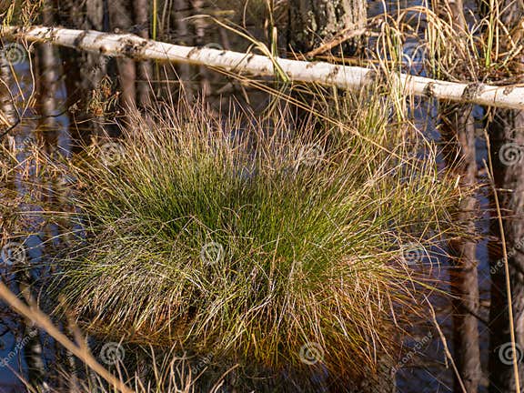 Swamp grass texture stock image. Image of reed, color - 179382367