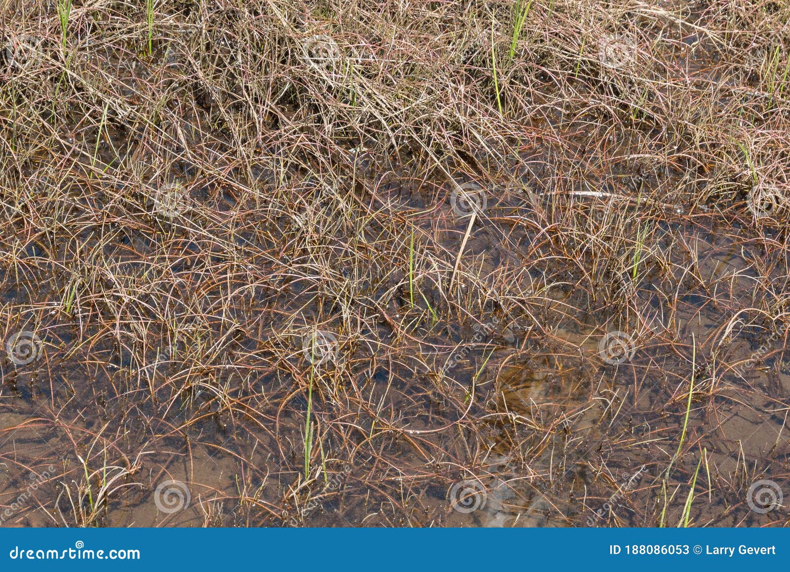 Swamp Grasses, Textures and Patterns Stock Image - Image of floral ...