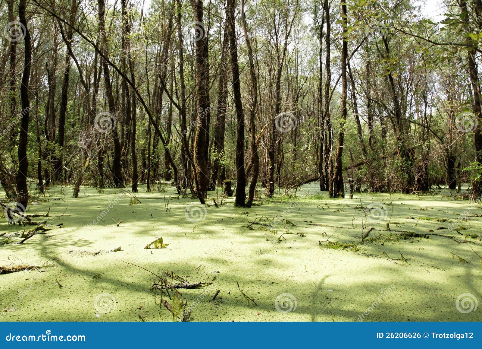 Swamp in the green. stock photo. Image of view, wilderness - 26206626