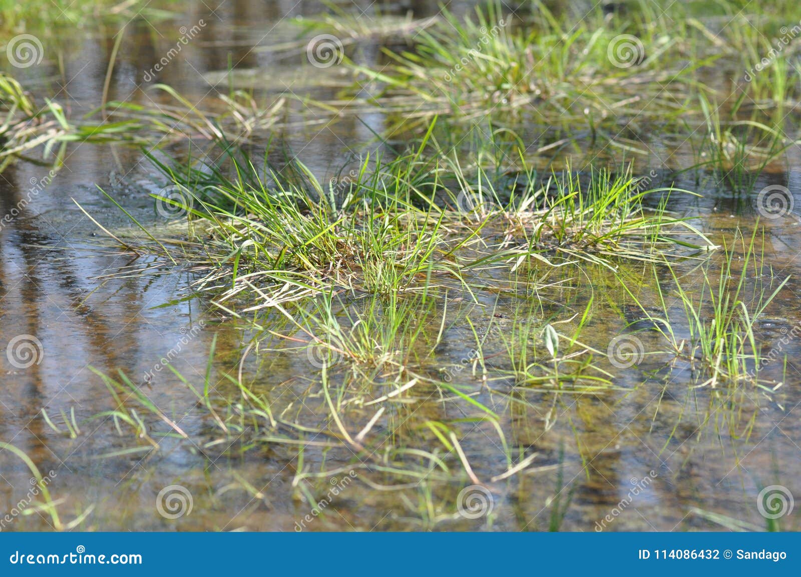 Swamp with green grass stock photo. Image of abstract - 114086432