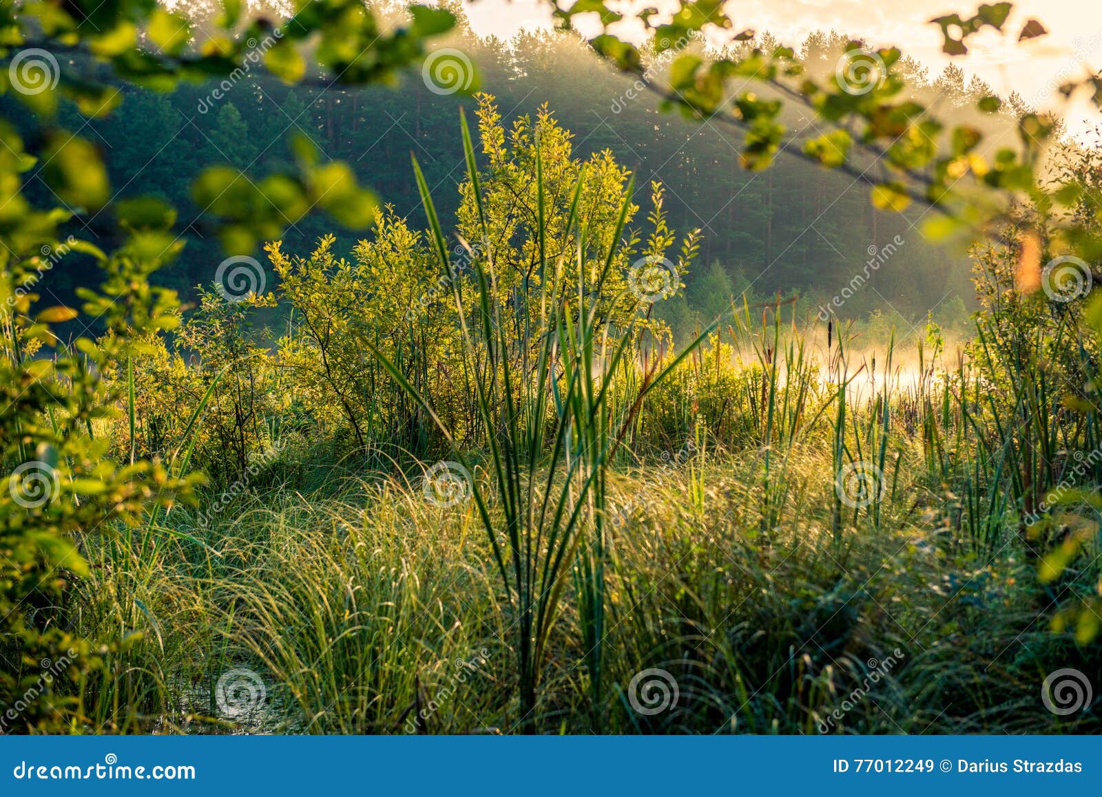 Swamp greenery stock image. Image of trees, plants, green - 77012249