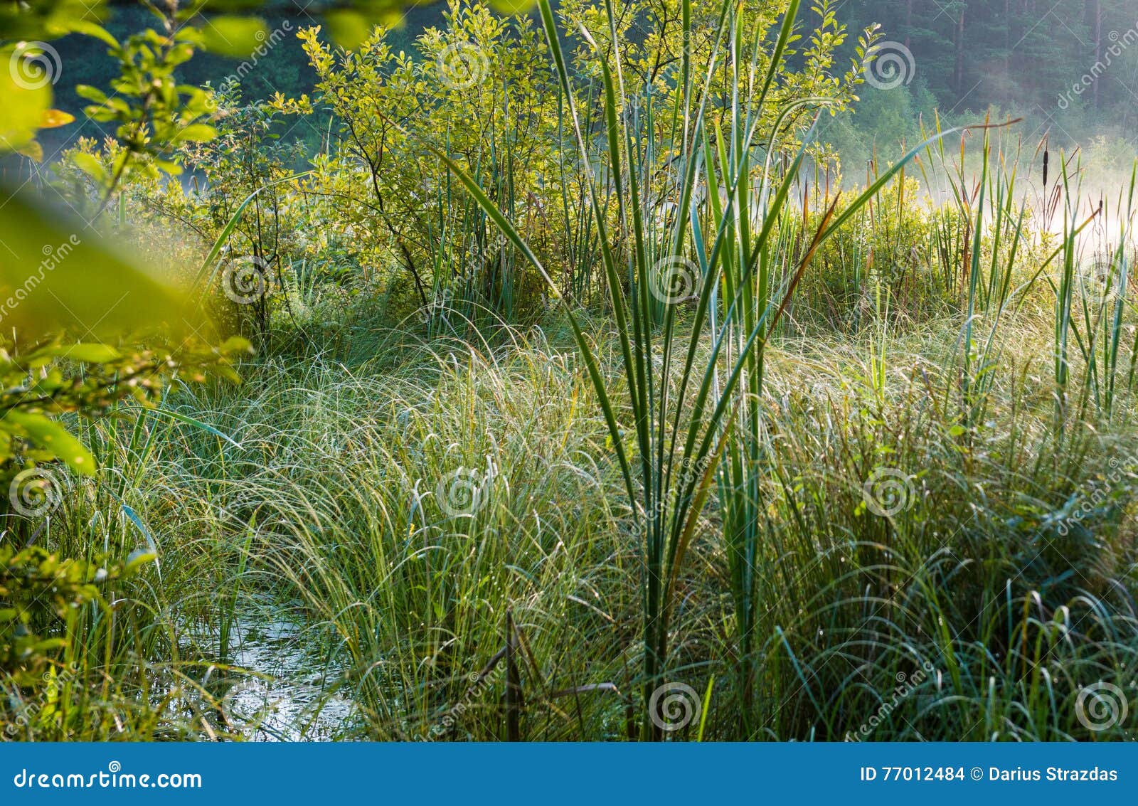 Swamp greenery stock photo. Image of tree, bright, plants - 77012484