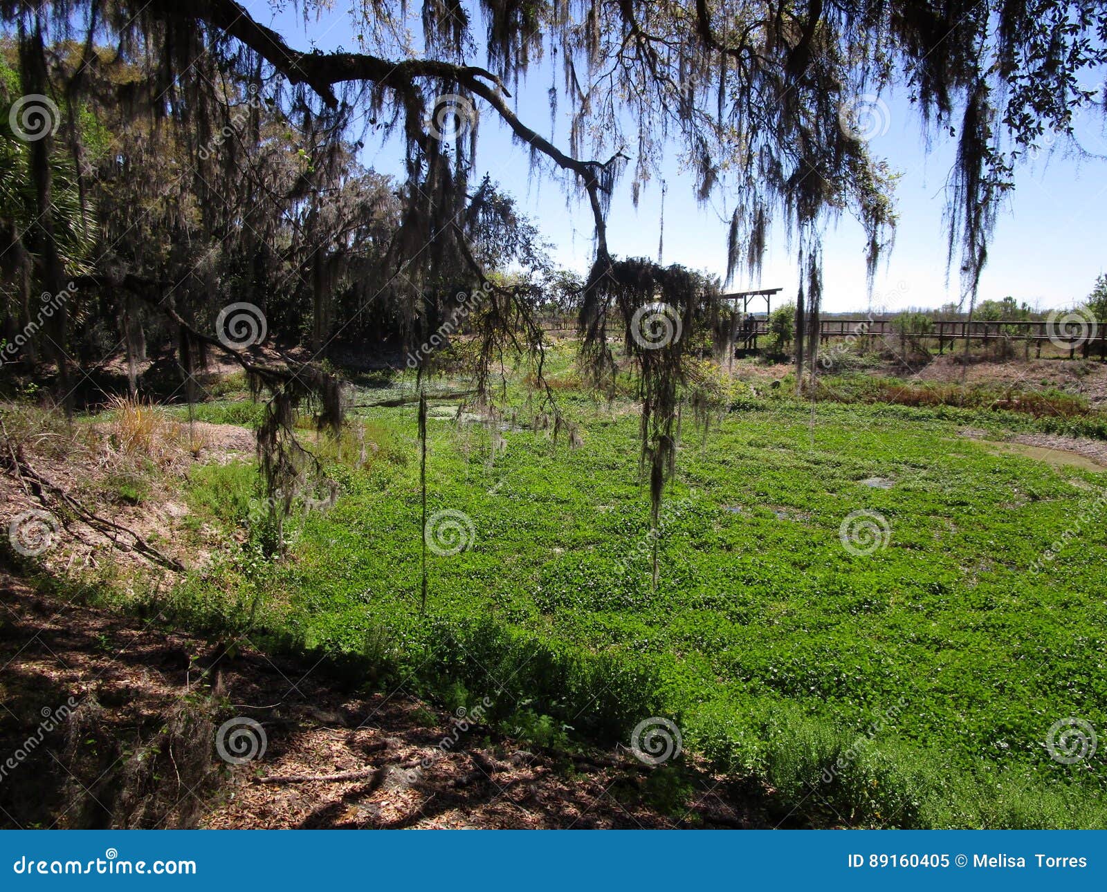 Swamp greenery stock image. Image of nature, northern - 89160405