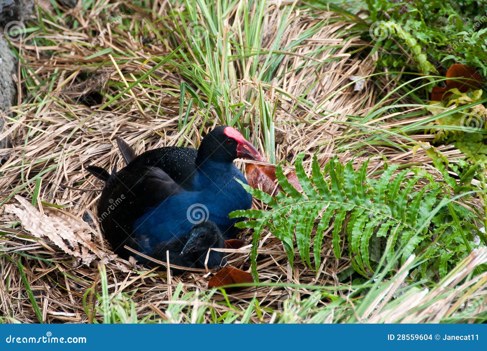Swamp hen stock photo. Image of feathers, bird, wildlife - 28559604