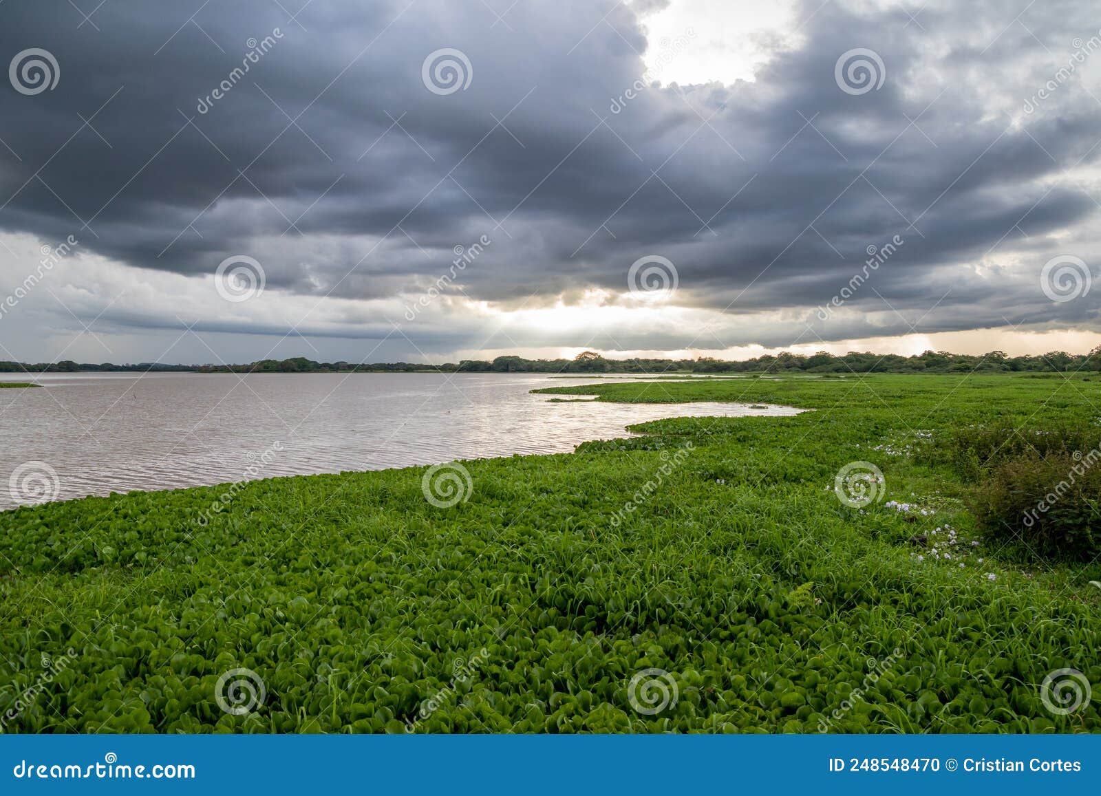 Swamp in Herrera lagoon stock photo. Image of wildlife - 248548470