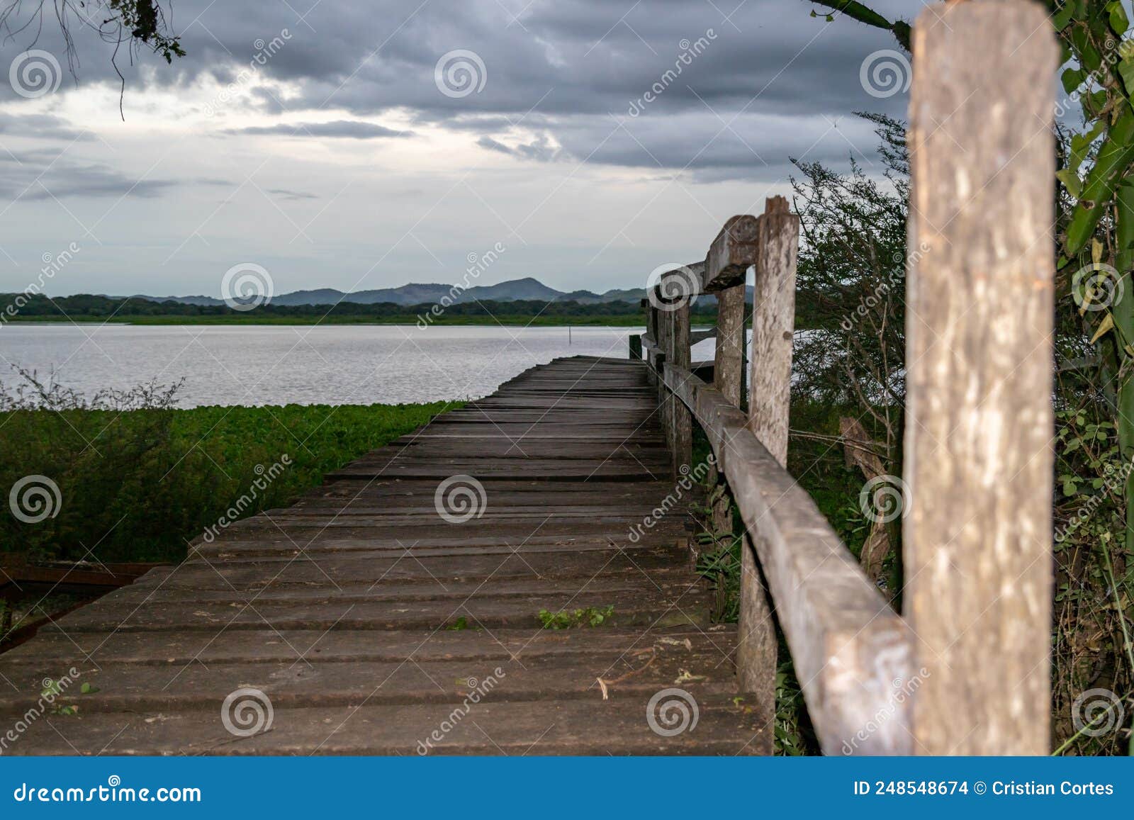 Swamp in Herrera lagoon stock photo. Image of protected - 248548674