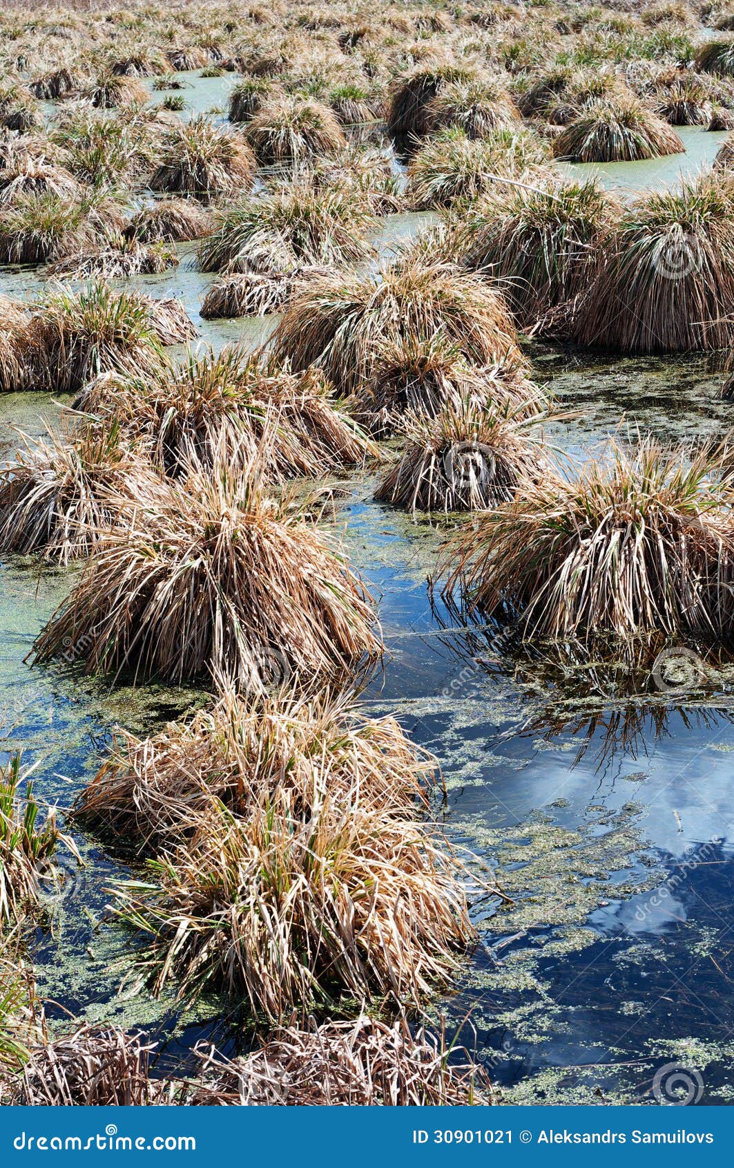 Swamp with hummocks stock image. Image of grass, pond - 30901021