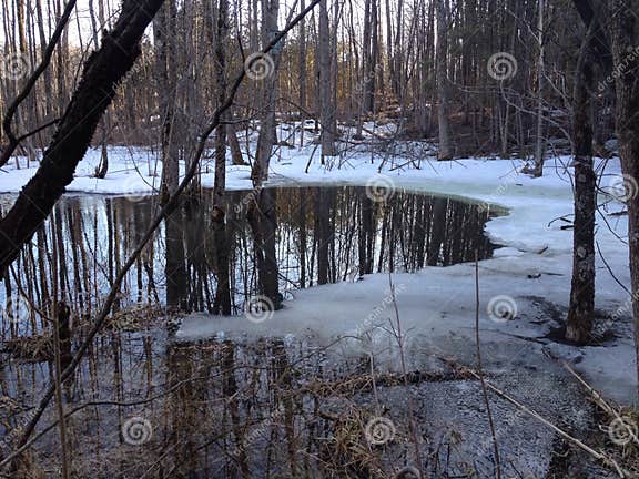 Swamp and ice stock image. Image of swamp, reflection - 52680027