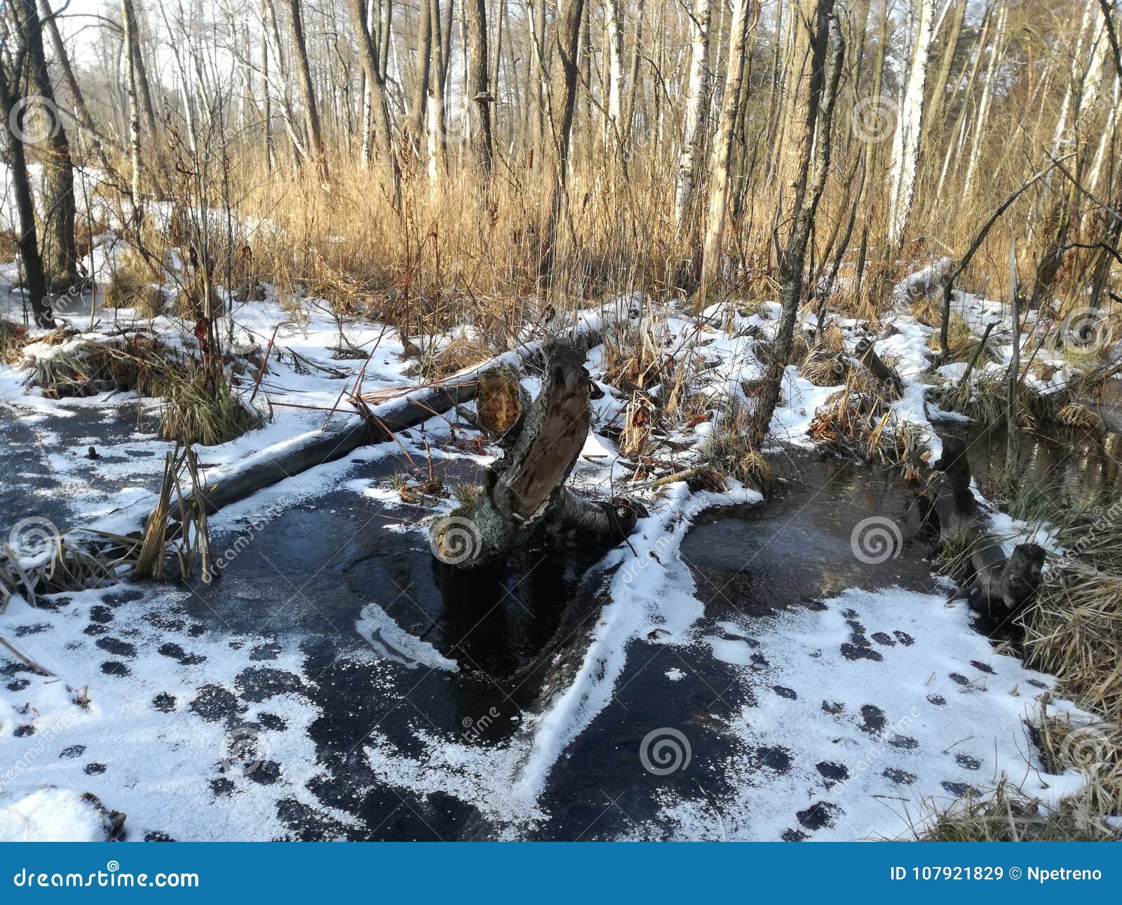 Swamp, Ice and Traces of Animals. Stock Image - Image of animals ...