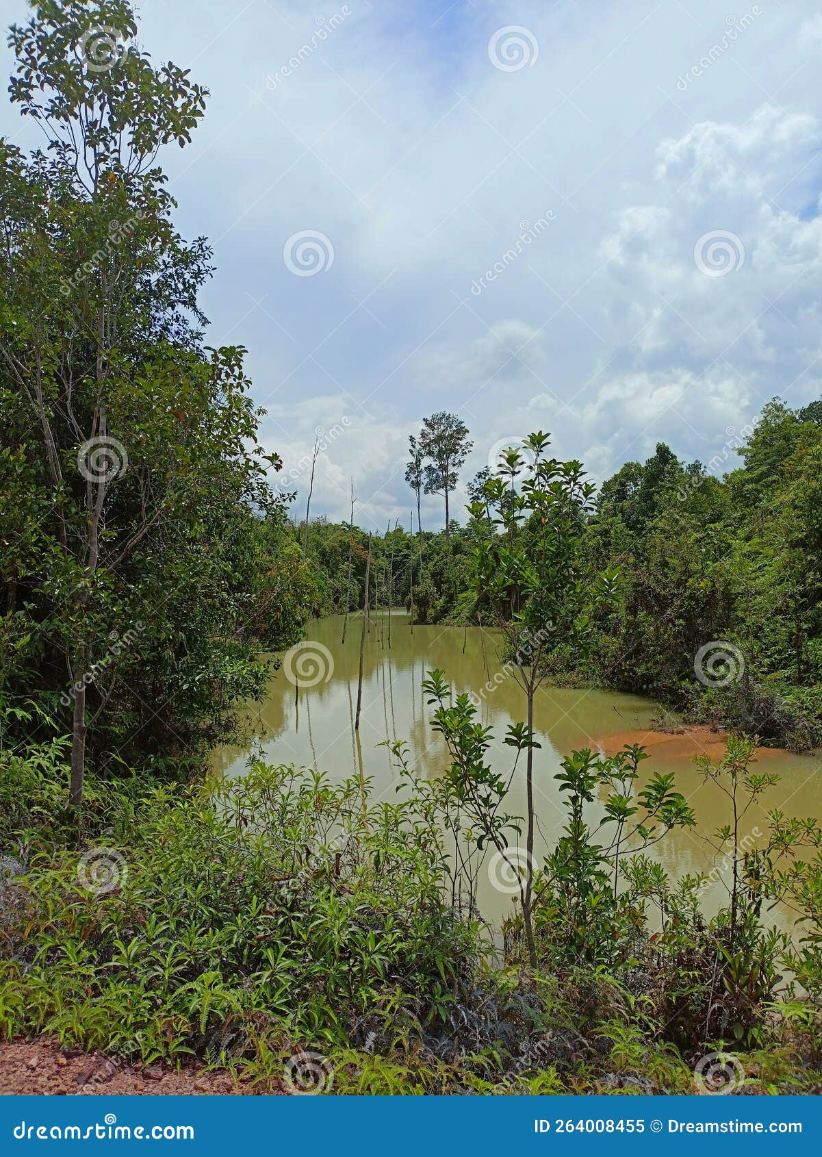 Swamp inside jungle stock image. Image of water, wilderness - 264008455