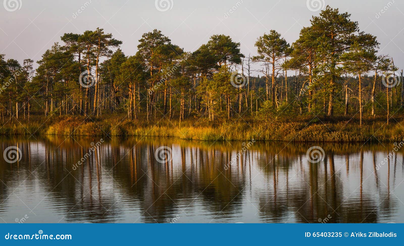 Swamp lake stock image. Image of natural, pine, plants - 65403235