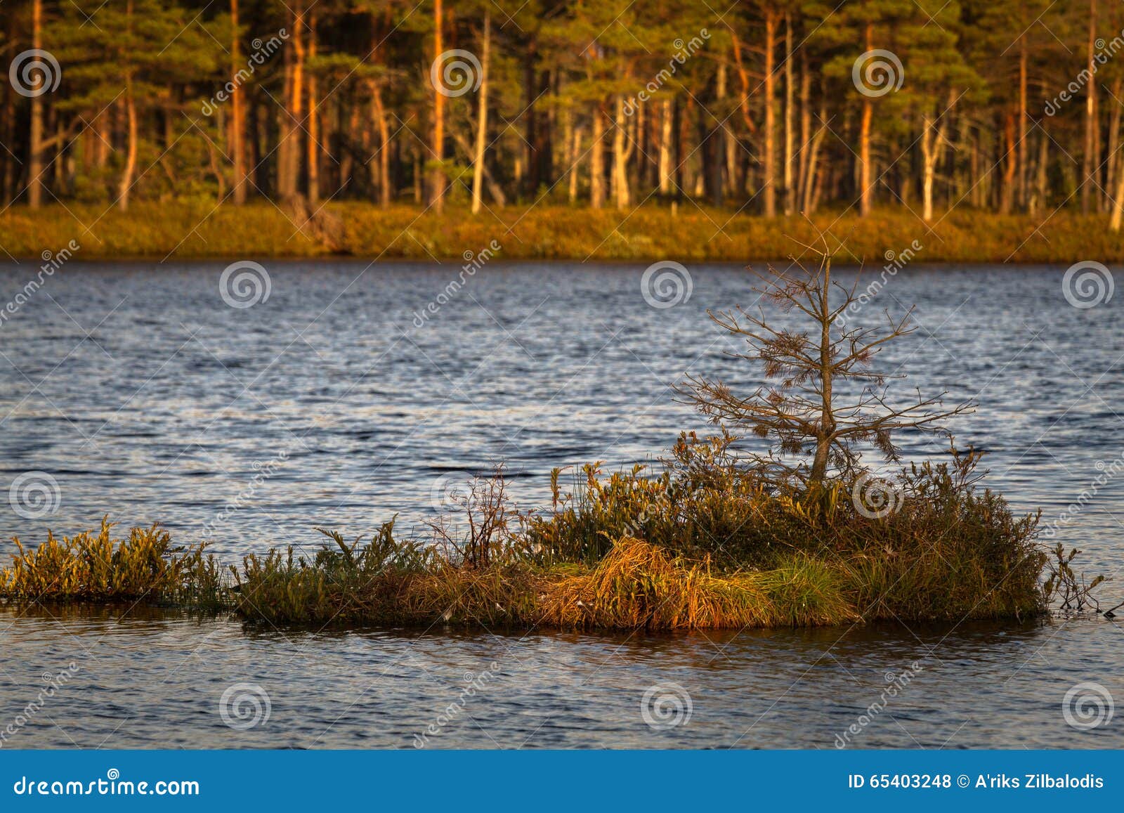 Swamp lake stock photo. Image of outdoors, pond, marsh - 65403248