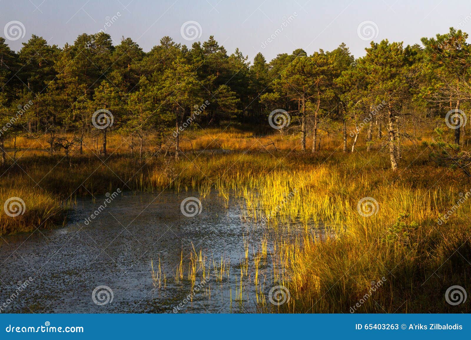 Swamp lake stock image. Image of horizontal, lakeclouds - 65403263
