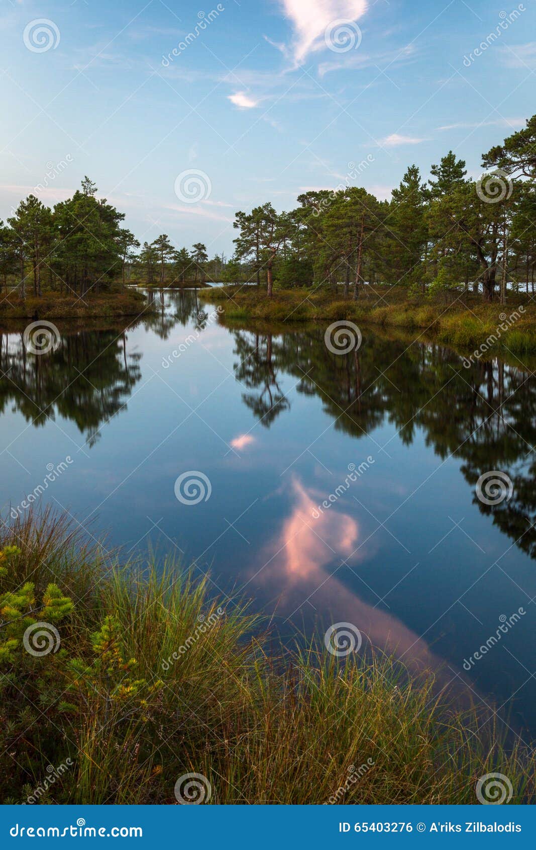 Swamp lake stock photo. Image of color, leaf, forest - 65403276