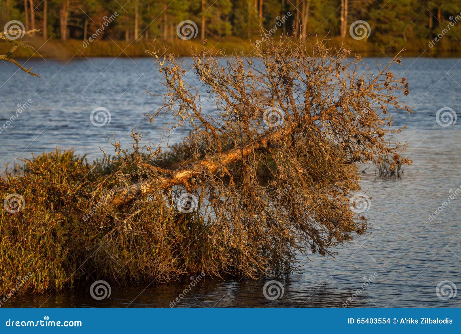 Swamp lake stock photo. Image of plants, clouds, autumn - 65403554