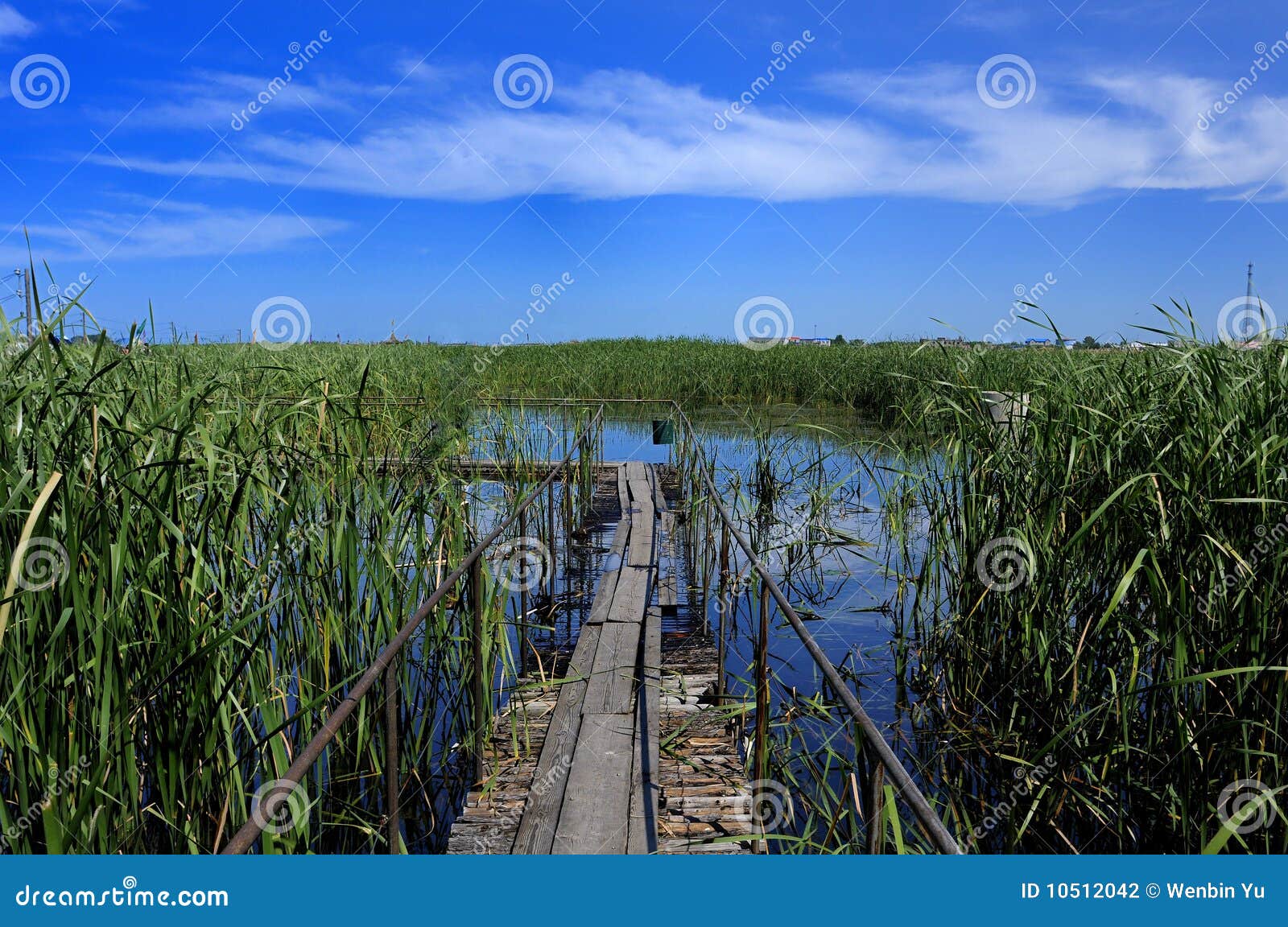 Swamp,lake, Reeds, Blue Sky Stock Photo - Image of clouds, bright: 10512042