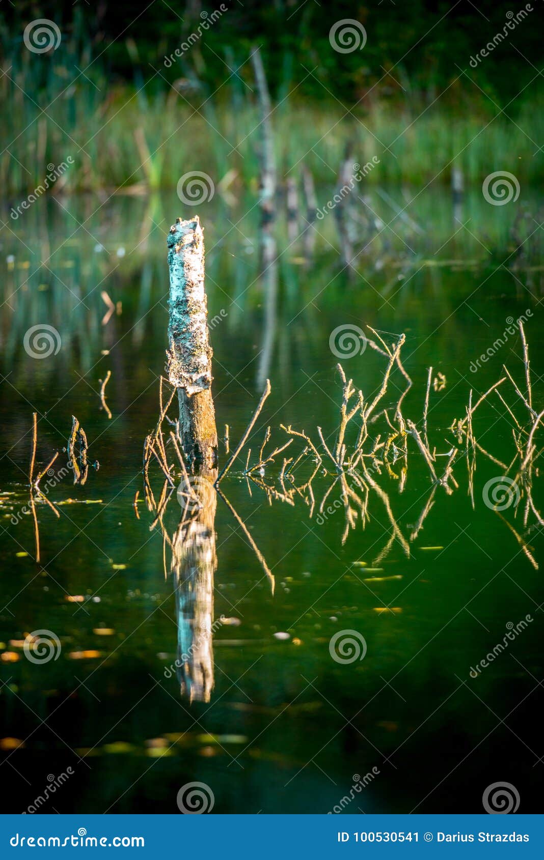 Swamp lake and tree stumps stock image. Image of vertical - 100530541