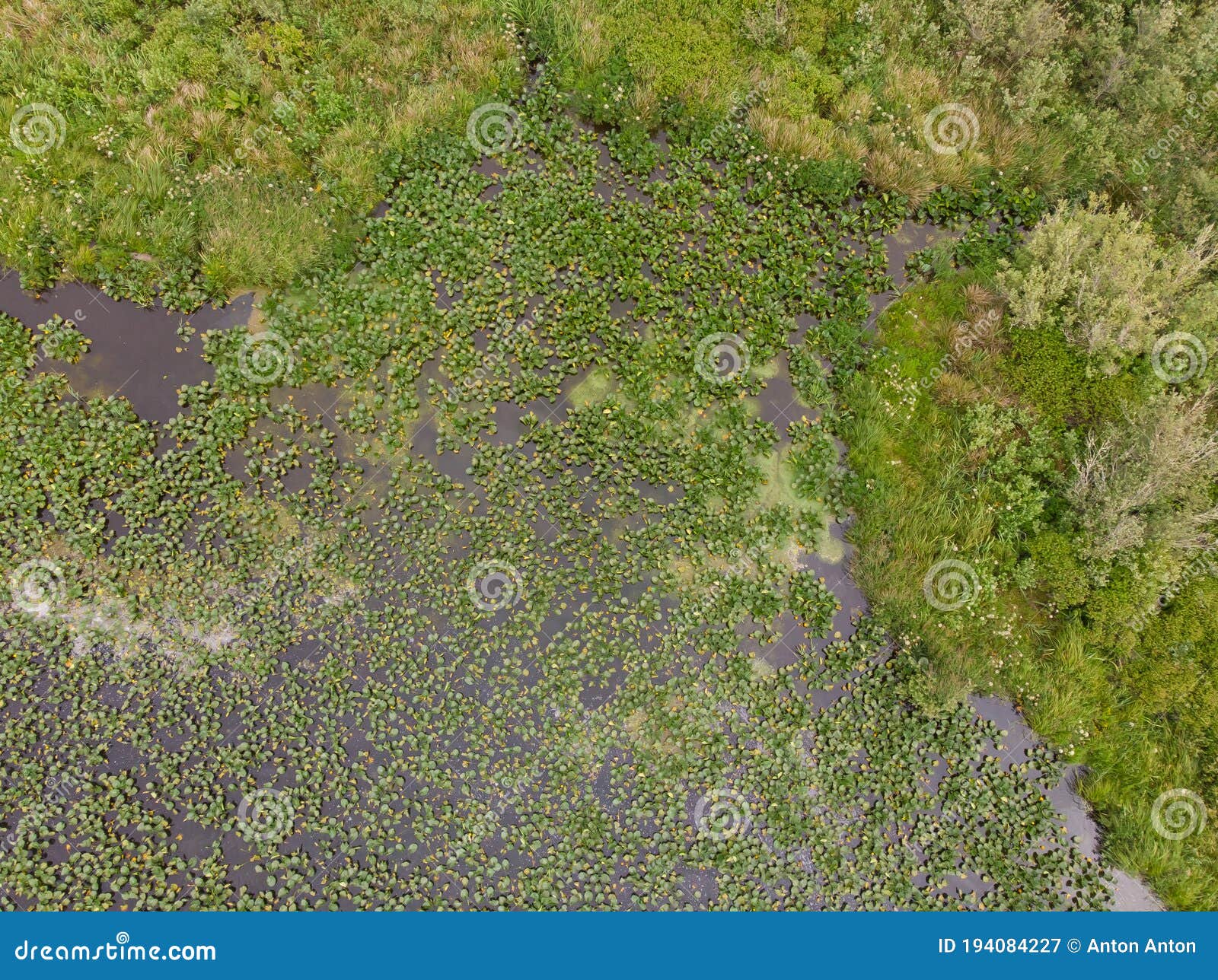 Swamp or Lake with Waterways Top View Stock Image - Image of ecosystem ...