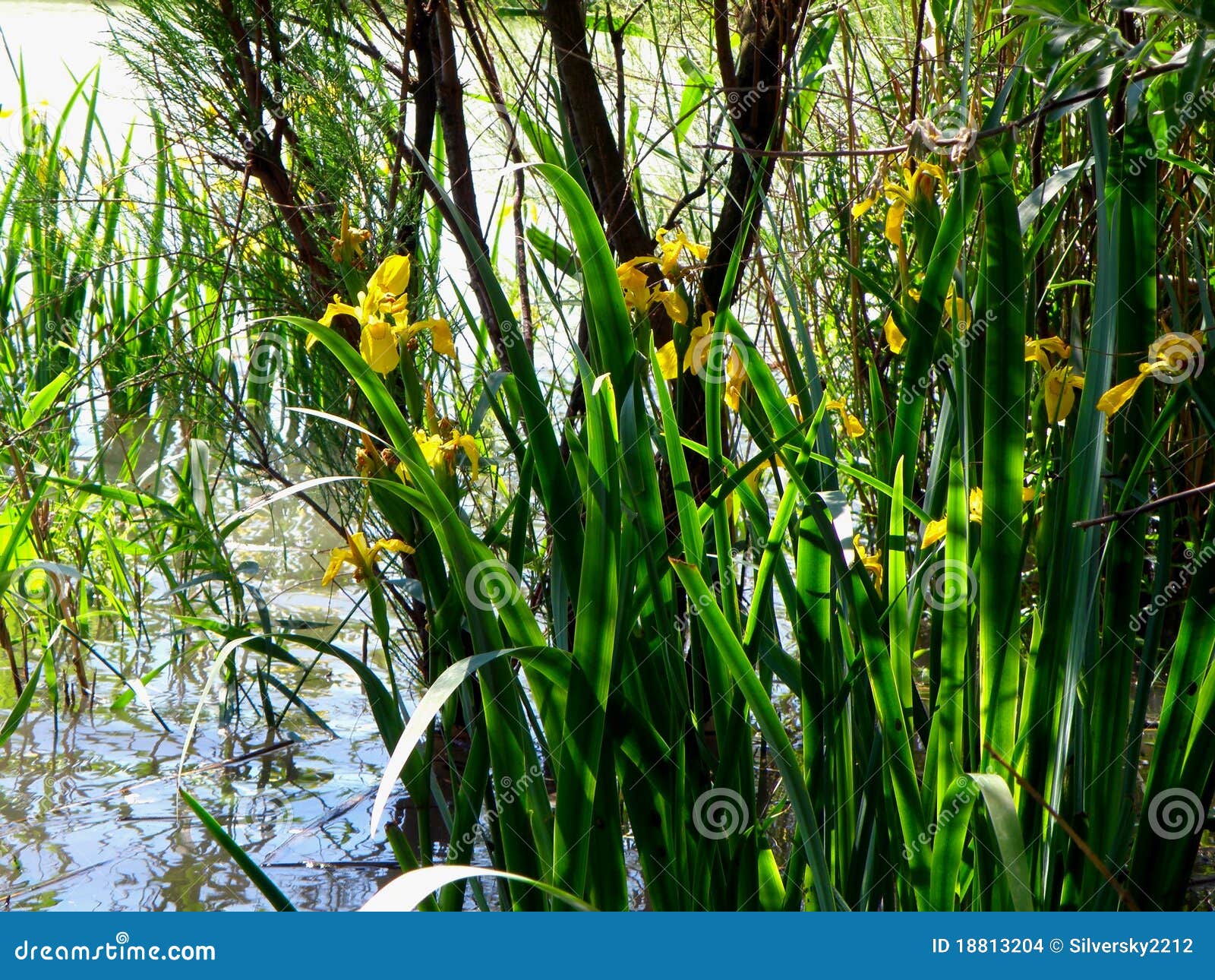 Swamp landscape stock photo. Image of plant, iris, season - 18813204