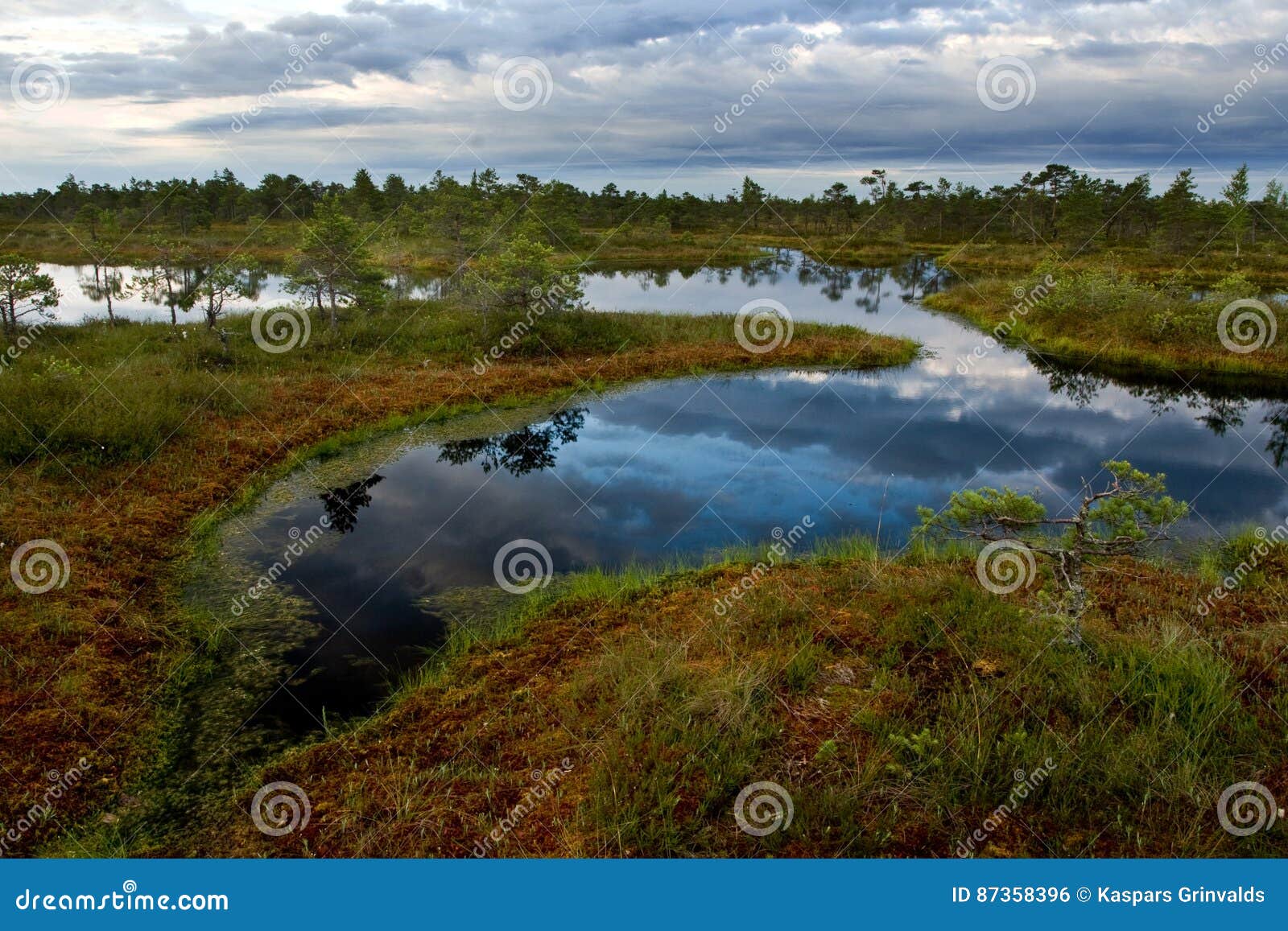 Swamp Landscape At Dawn Royalty-Free Stock Photo | CartoonDealer.com ...