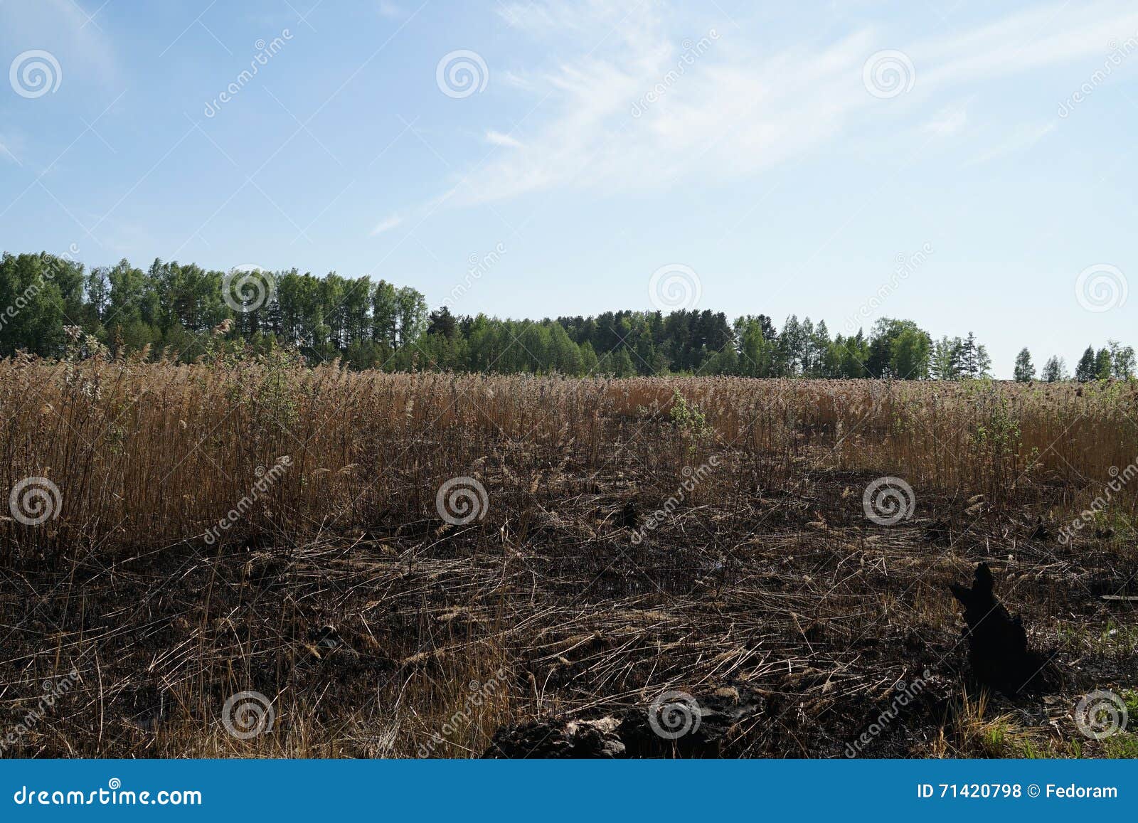 Swamp stock photo. Image of night, outdoors, marsh, elegance - 71420798