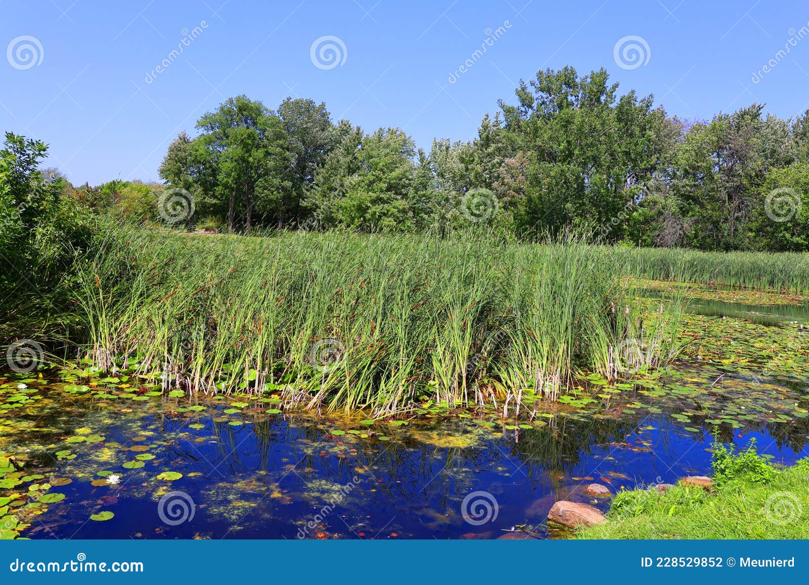 Swamp landscape stock photo. Image of beautiful, autumn - 228529852