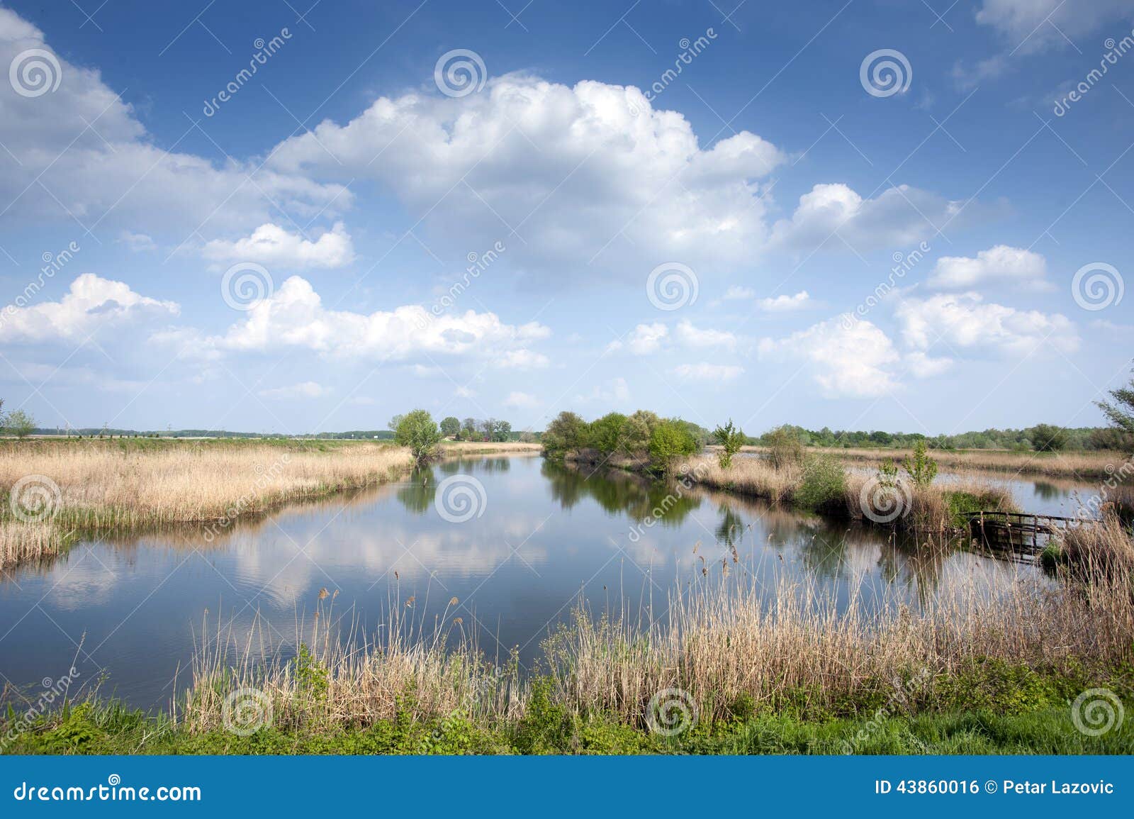 Swamp Landscape With Blue Sky And Water, Traditional Swamp Plants ...
