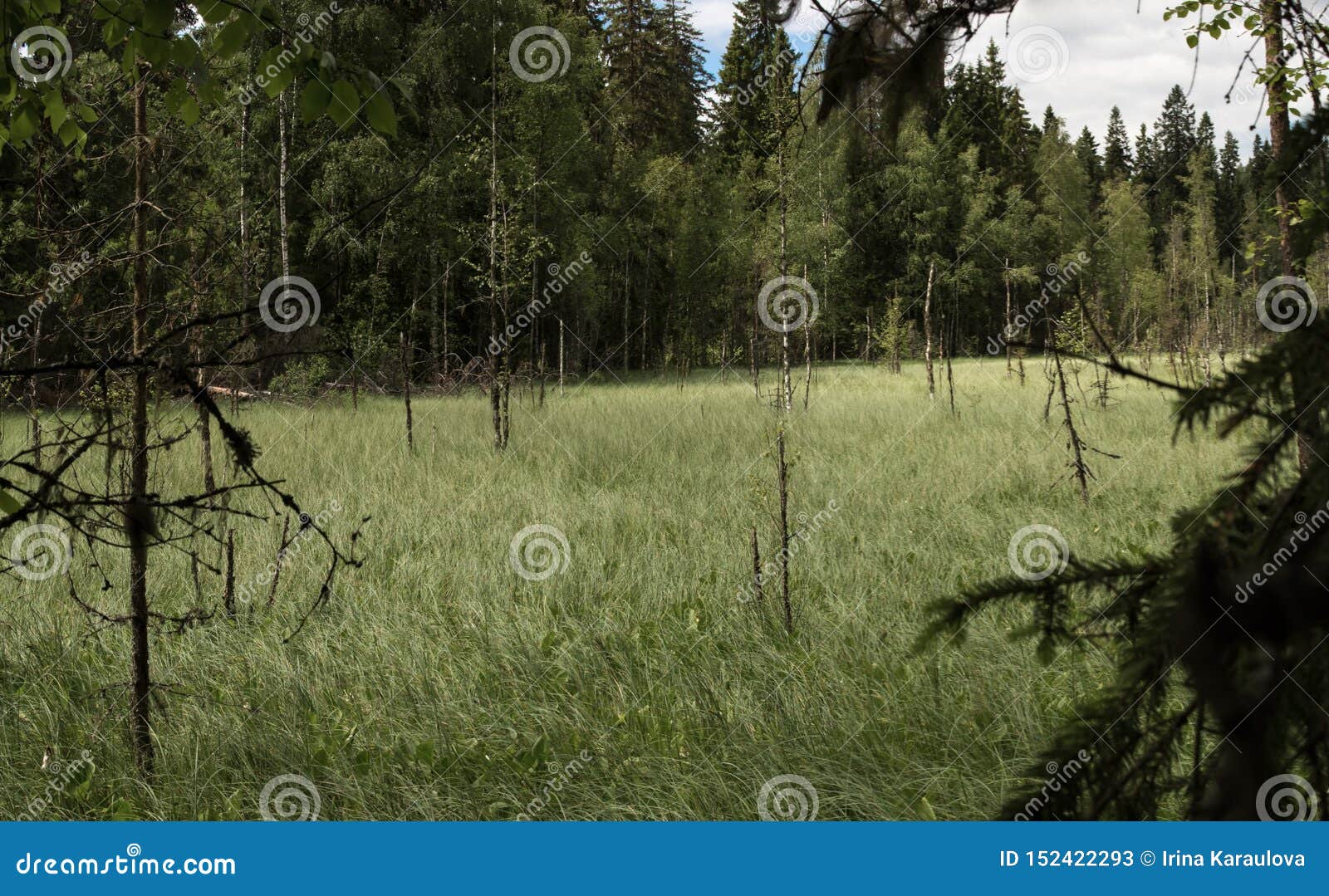 Swamp Landscape in Russia in Summer Stock Image - Image of outdoor ...