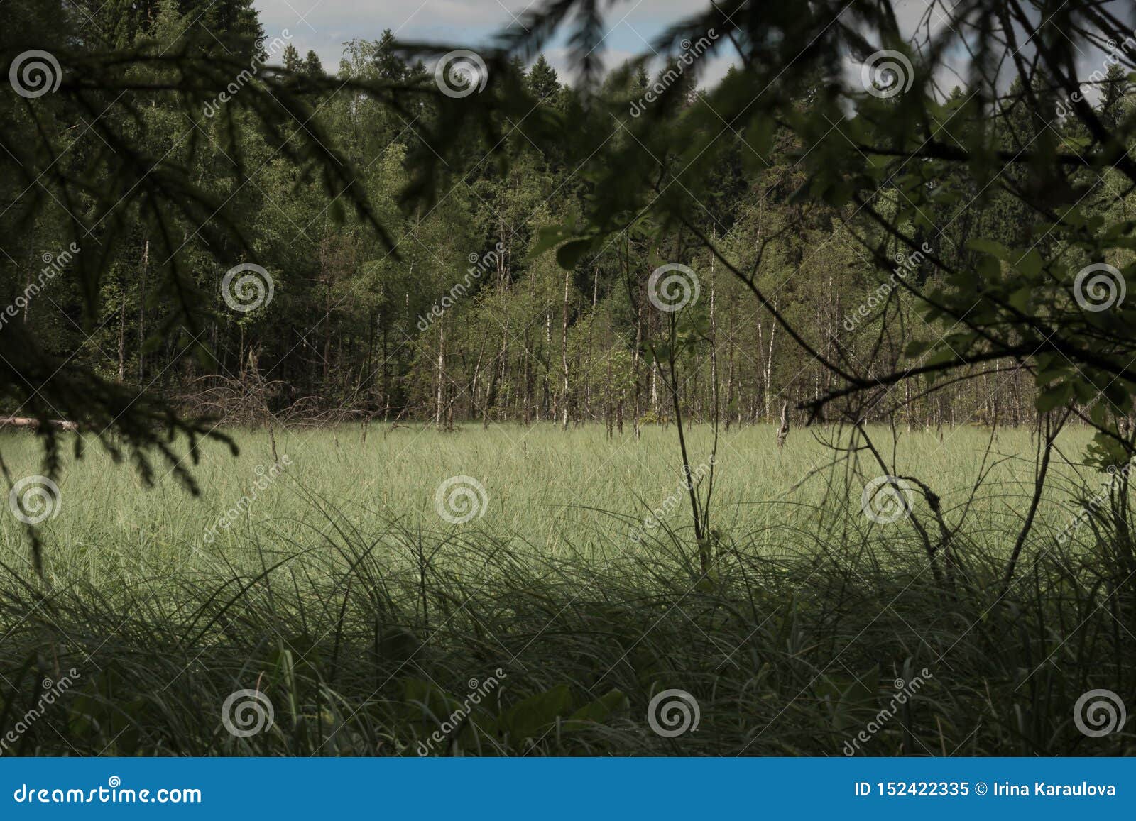 Swamp Landscape in Russia in Summer Stock Image - Image of river, white ...