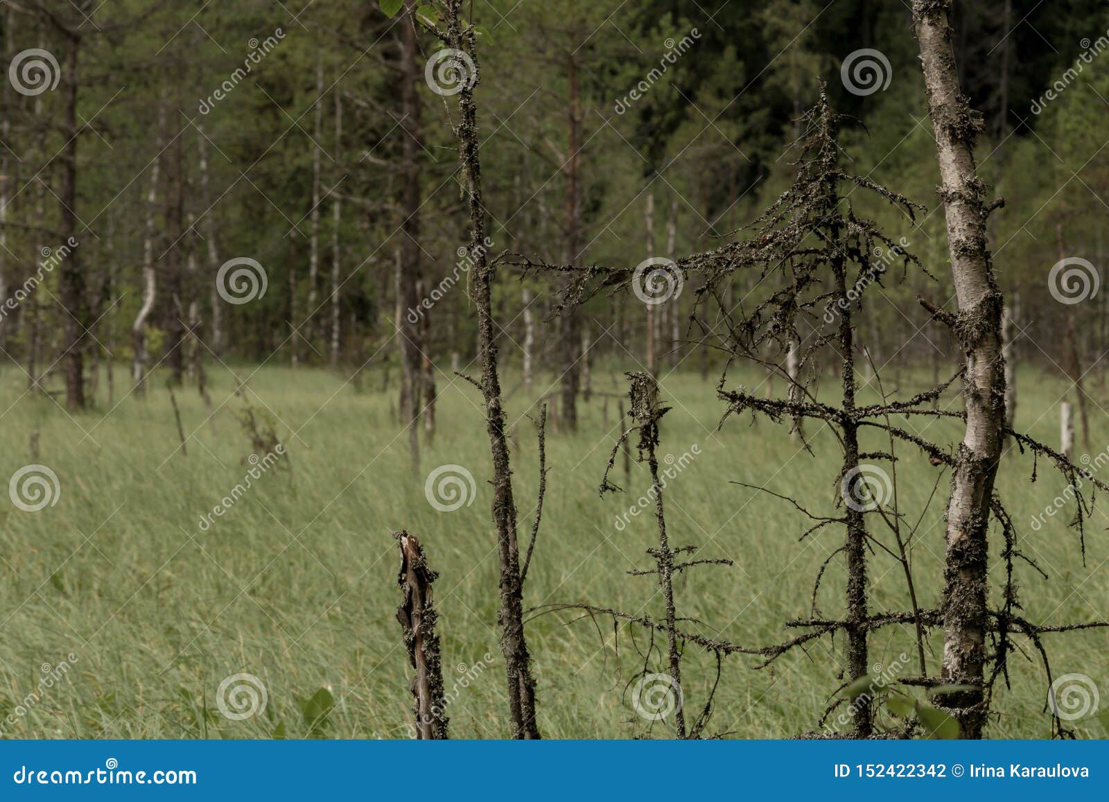 Swamp Landscape in Russia in Summer Stock Photo - Image of travel ...