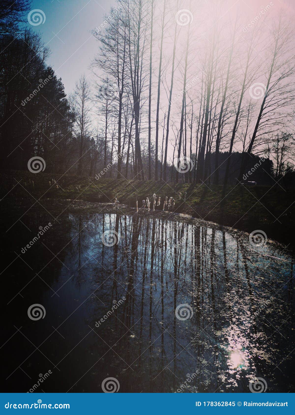 Swamp landscape in spring stock image. Image of blue - 178362845