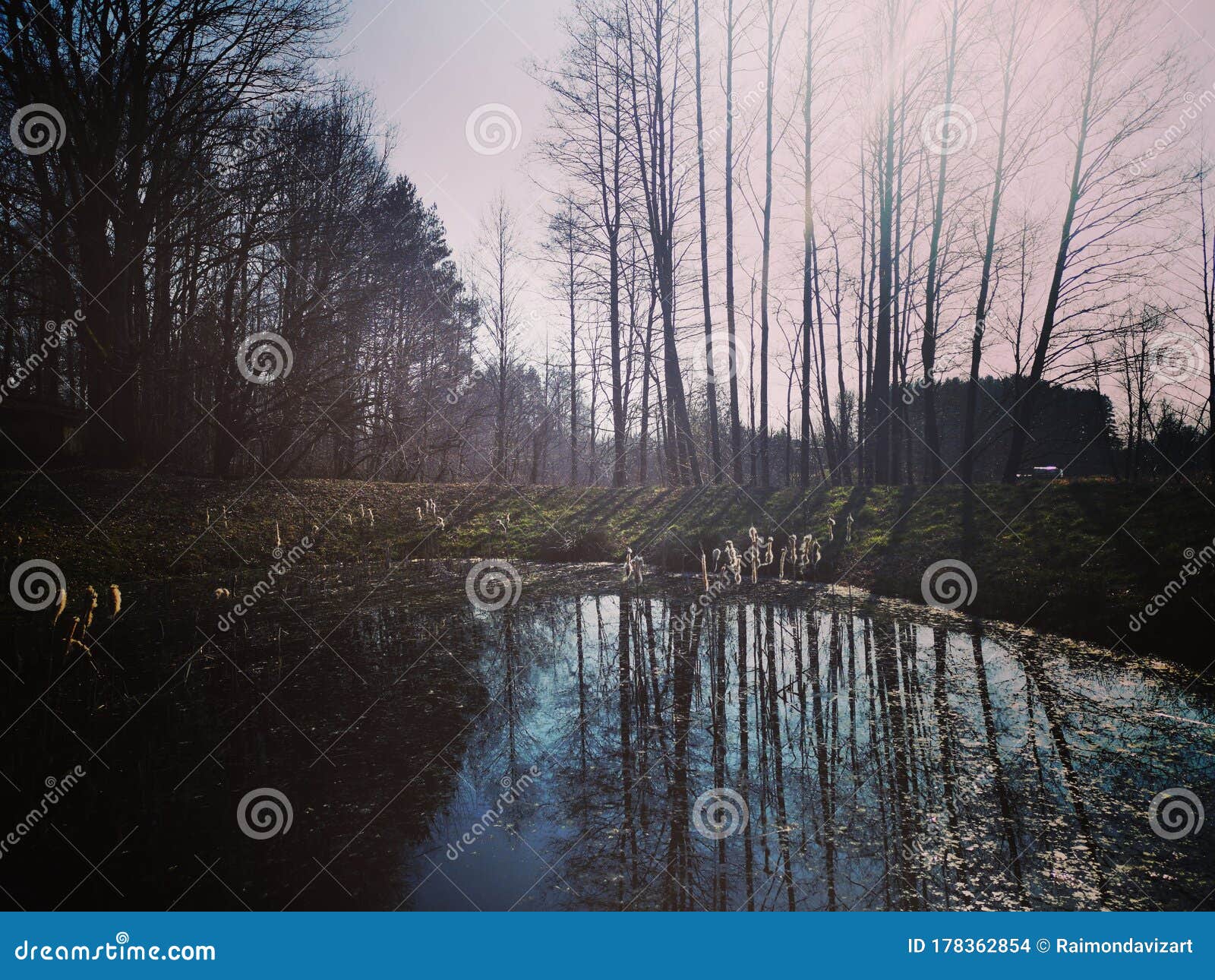Swamp landscape in spring stock photo. Image of water - 178362854