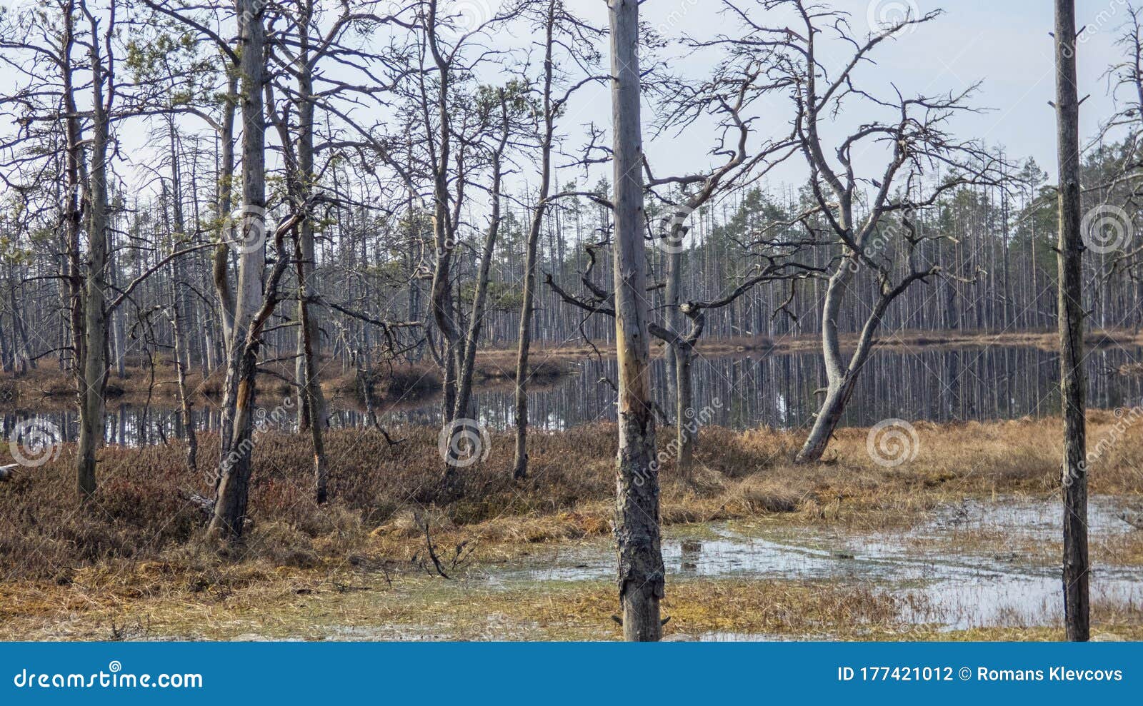 Swamp Landscape on Sunny Spring Day Stock Photo - Image of adventure ...