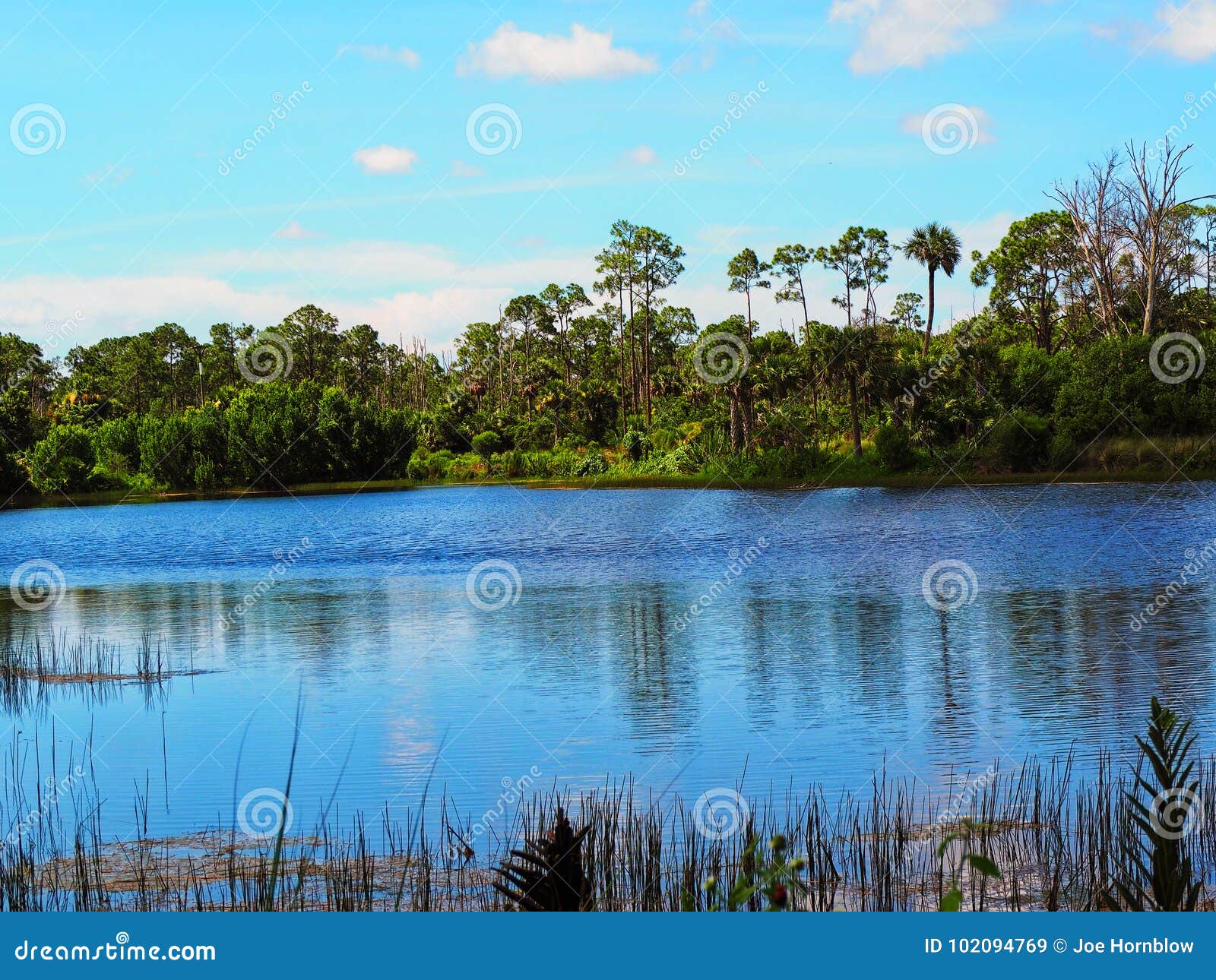 Swamp landscape stock image. Image of water, vegetatoion - 102094769
