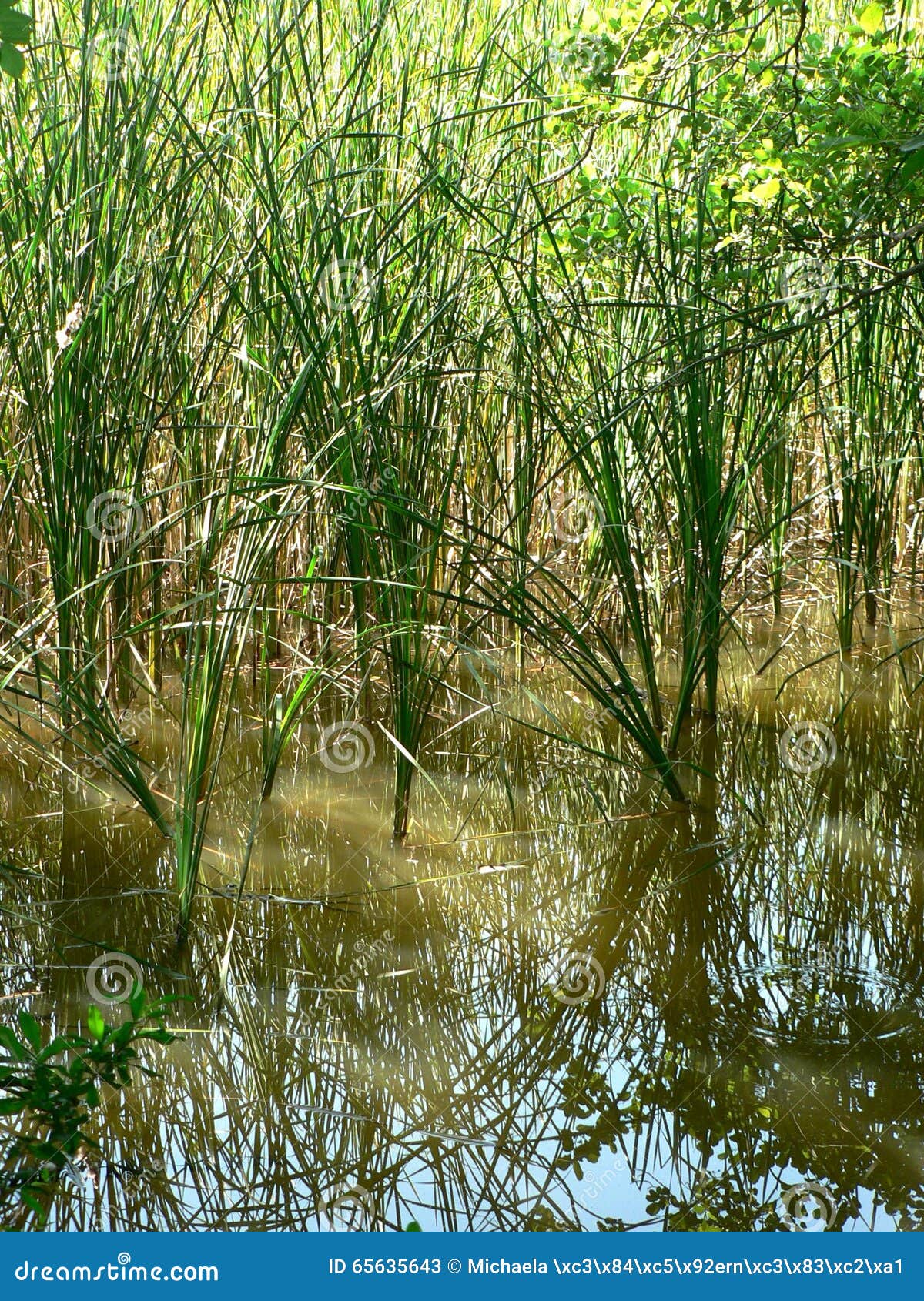 Swamp stock image. Image of timber, bounce, mire, plants - 65635643