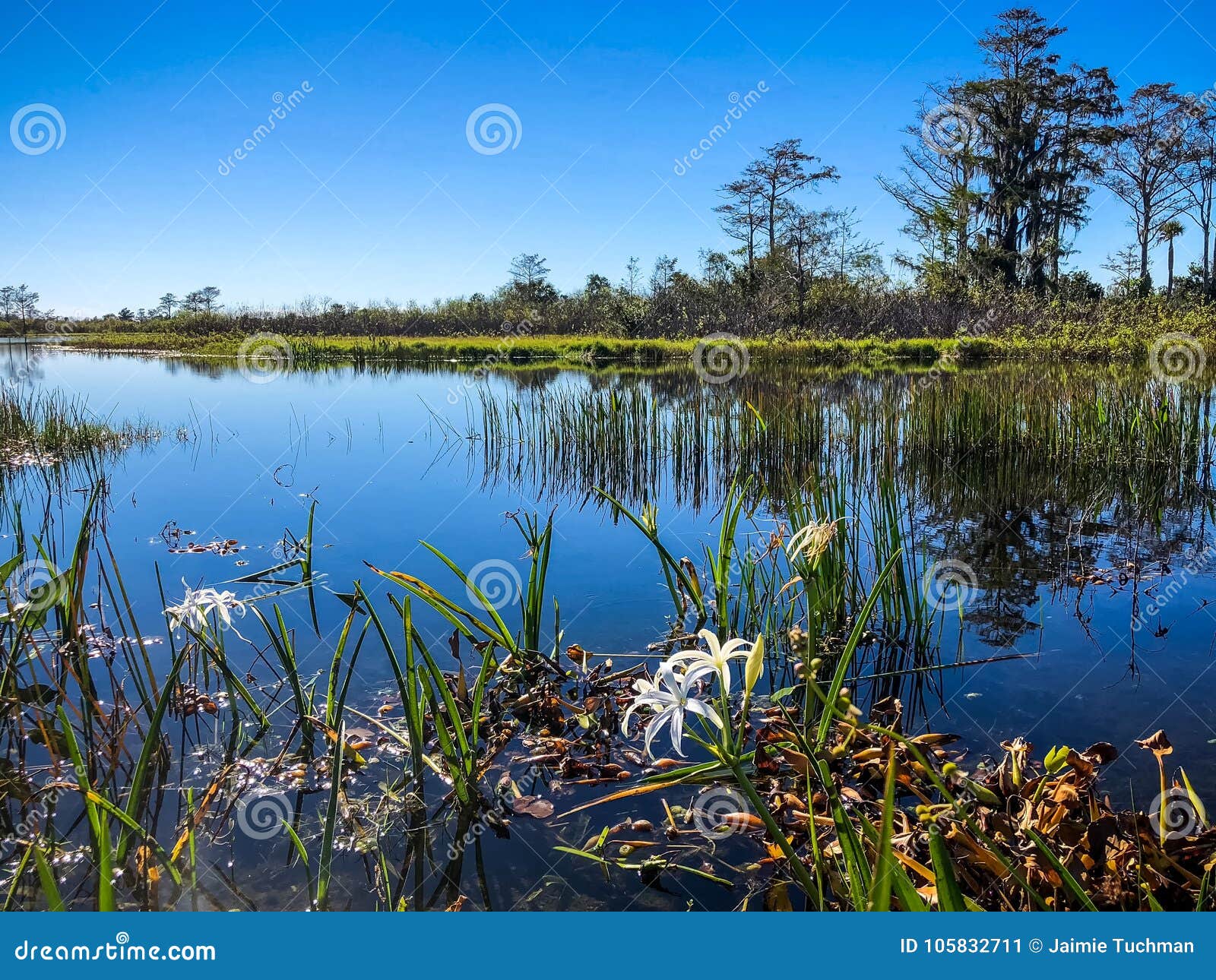 Swamp flowers stock image. Image of exotic, natural - 105832711