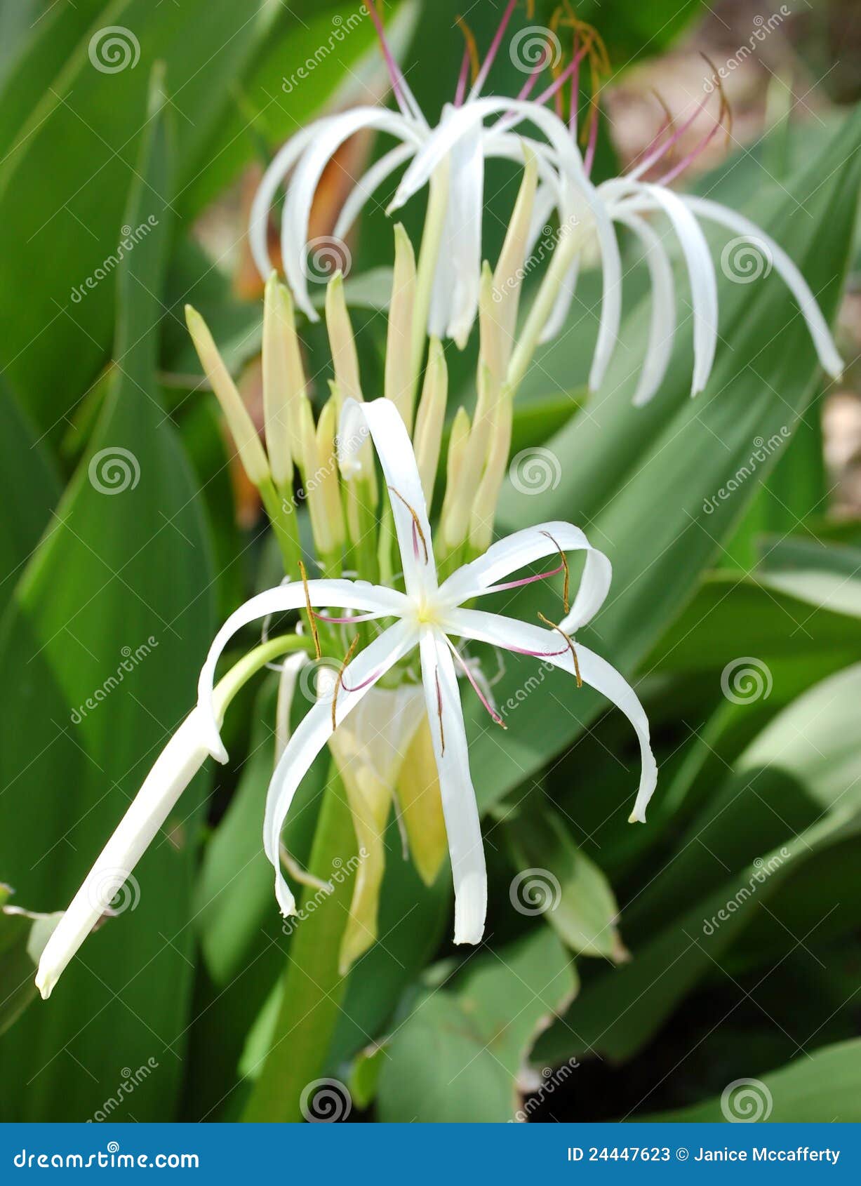 Swamp Lily Crinum Pedunculatum Royalty-Free Stock Photo | CartoonDealer ...