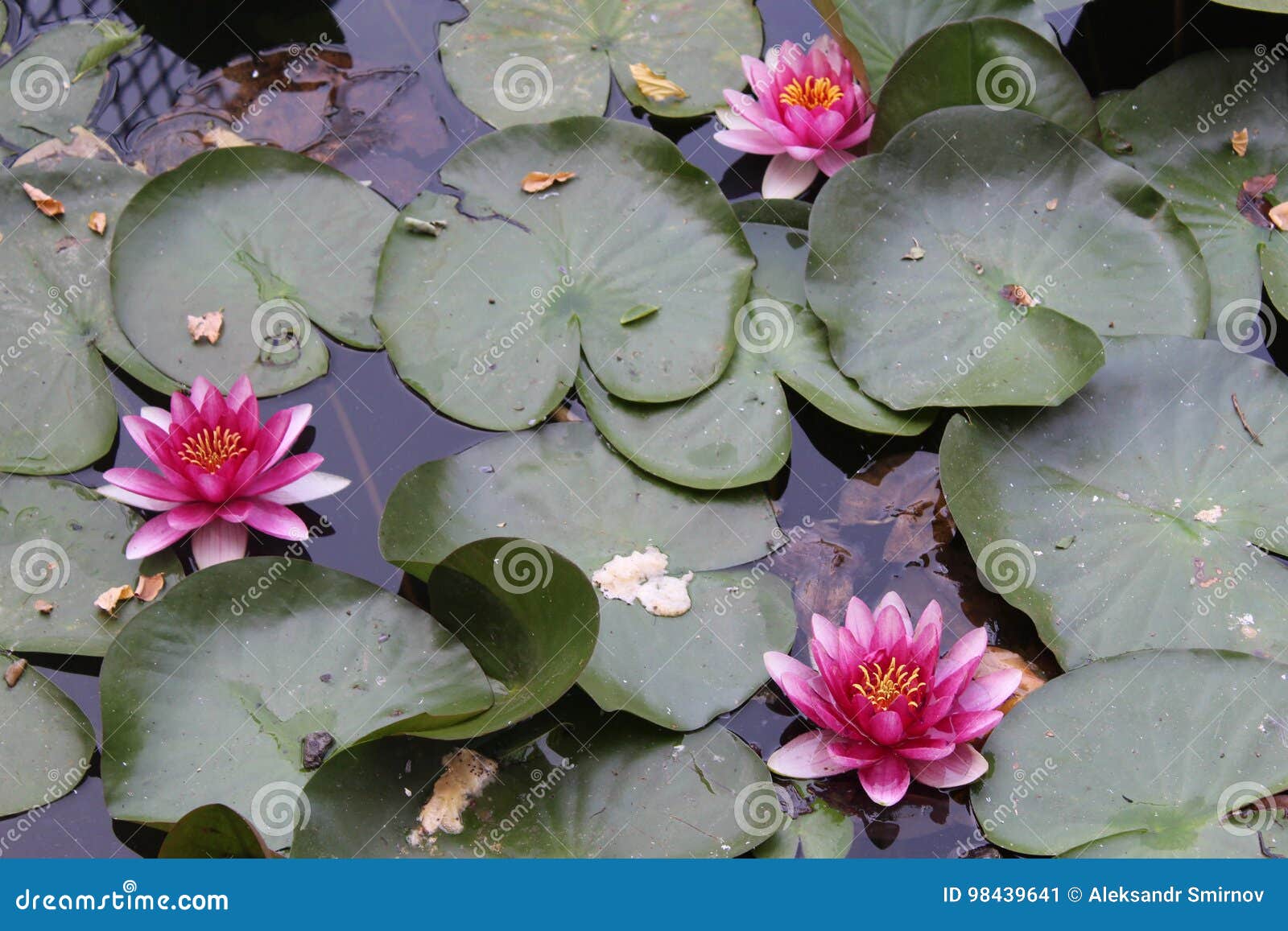 Swamp Lily in a Beautiful Pond Stock Image - Image of color, plant ...