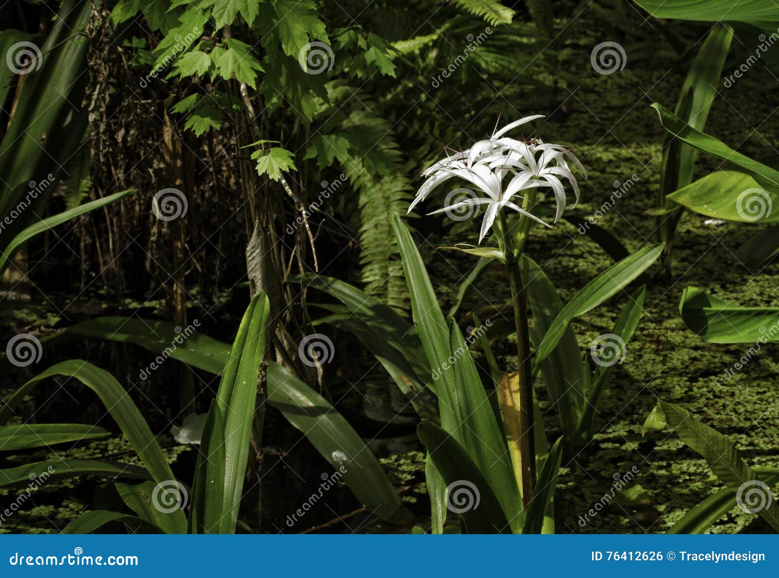 Swamp Lily Crinum X Powellii Or Hakenlilie - Botanical Garden St ...