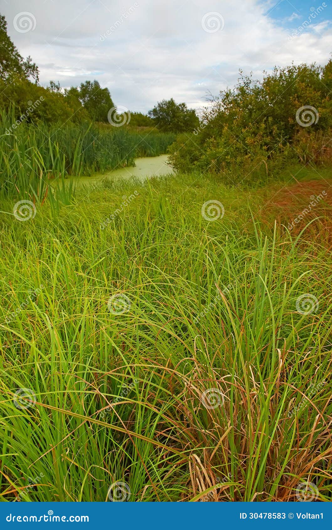 The swamp stock image. Image of cane, nature, outdoors - 30478583