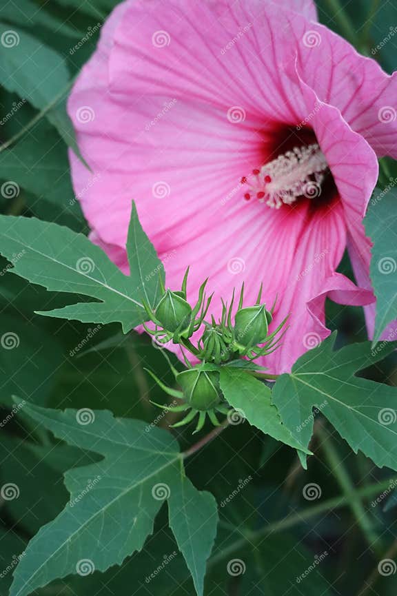 Swamp mallow bud stock image. Image of swamp, flowers - 331524955
